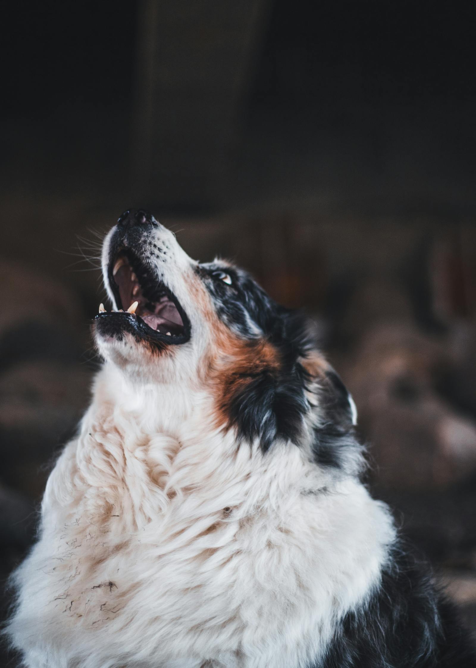 Shepherds Photos, Download The BEST Free Shepherds Stock Photos & HD Images