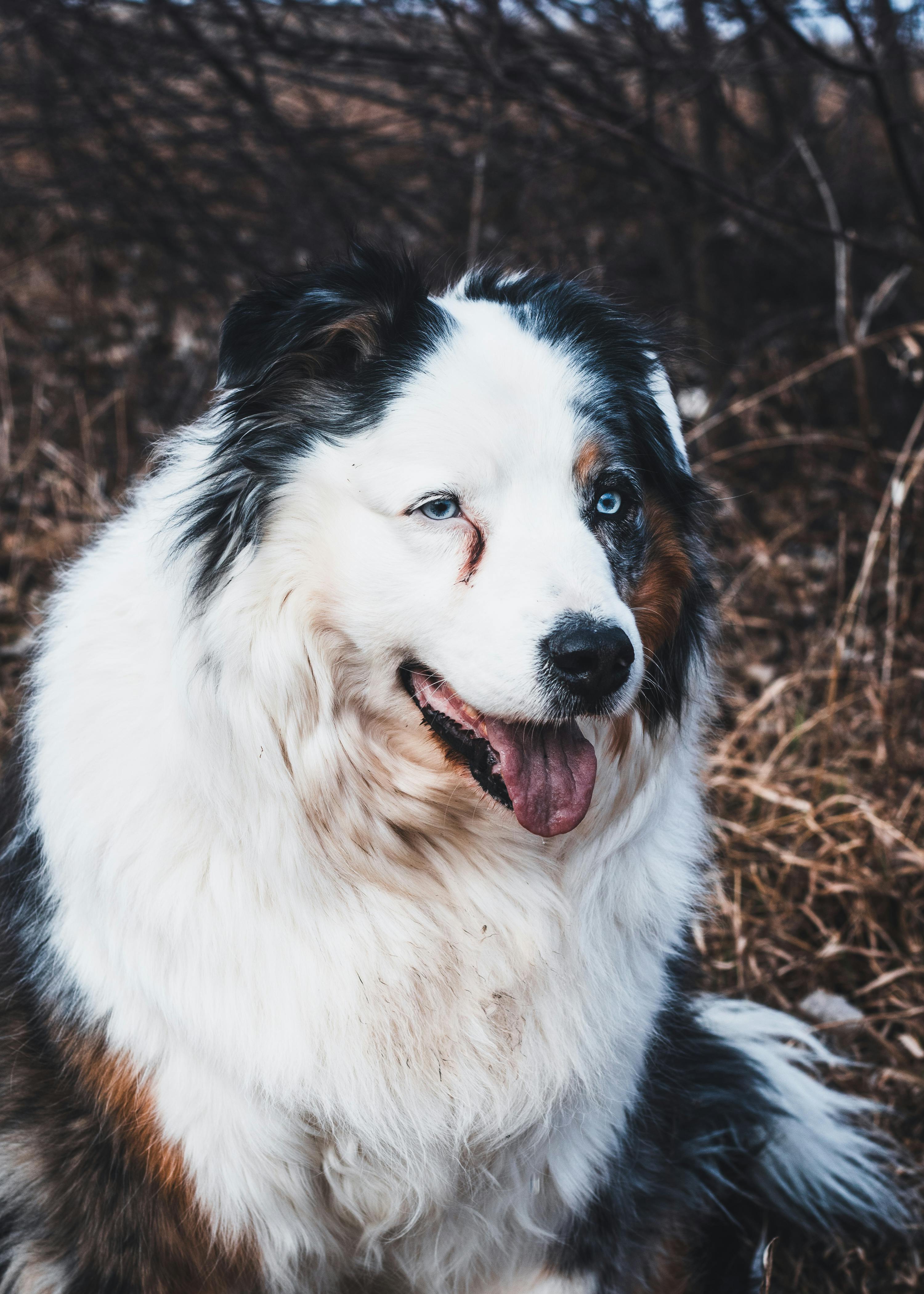Portrait of White Australian Shepherd · Free Stock Photo