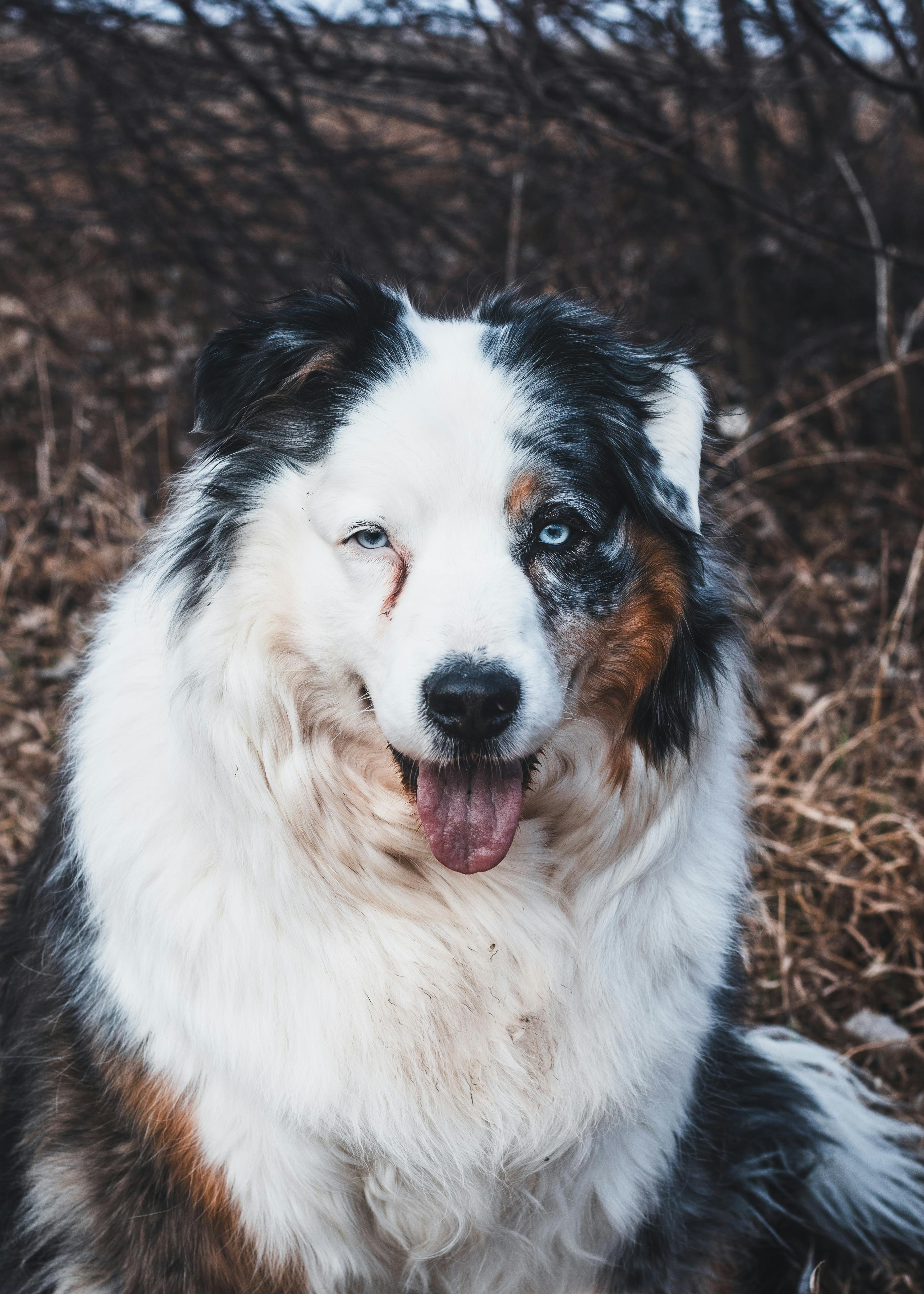Australian Shepherd Photos, Download The BEST Free Australian Shepherd ...