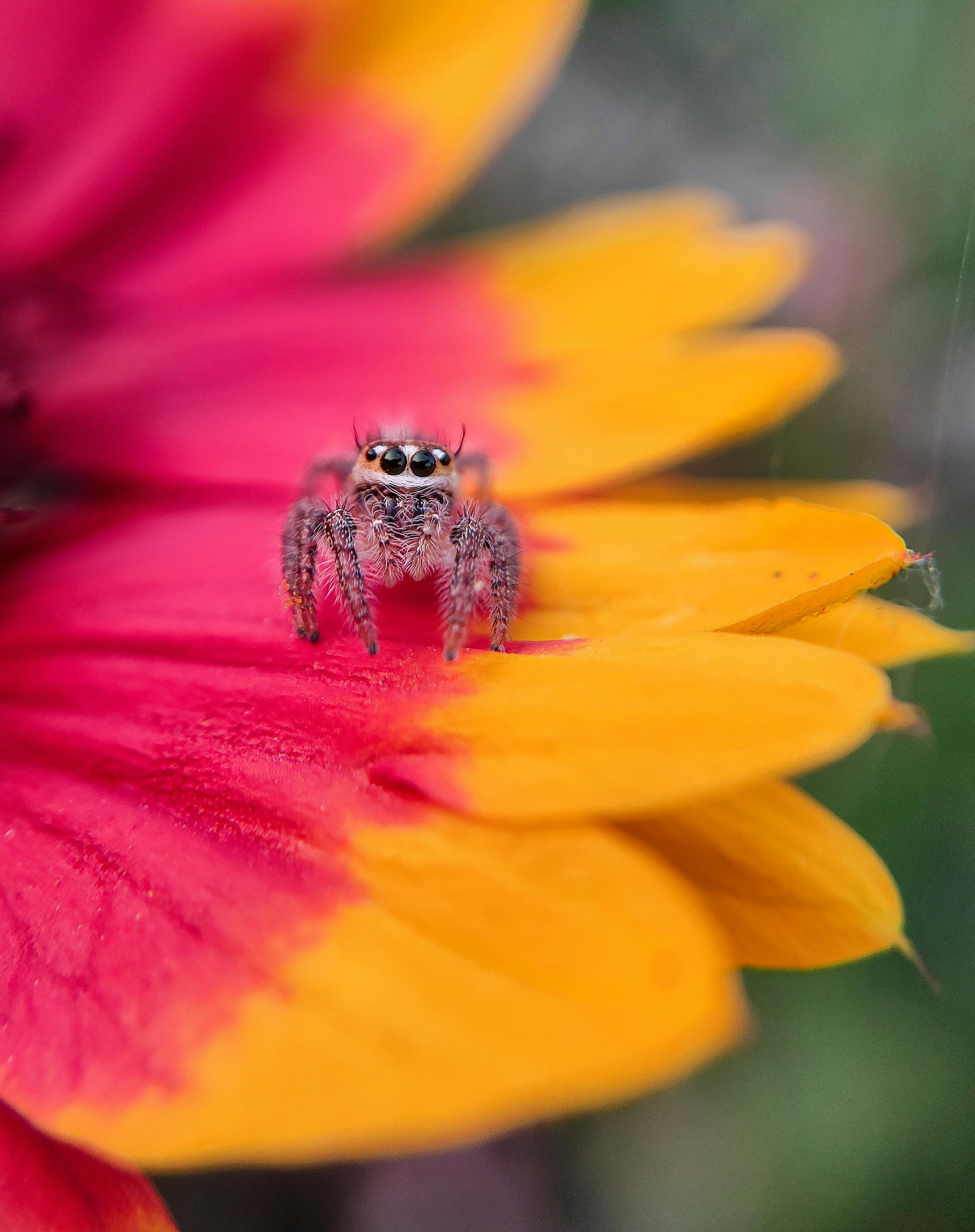 Adorable Spider on Flower · Free Stock Photo
