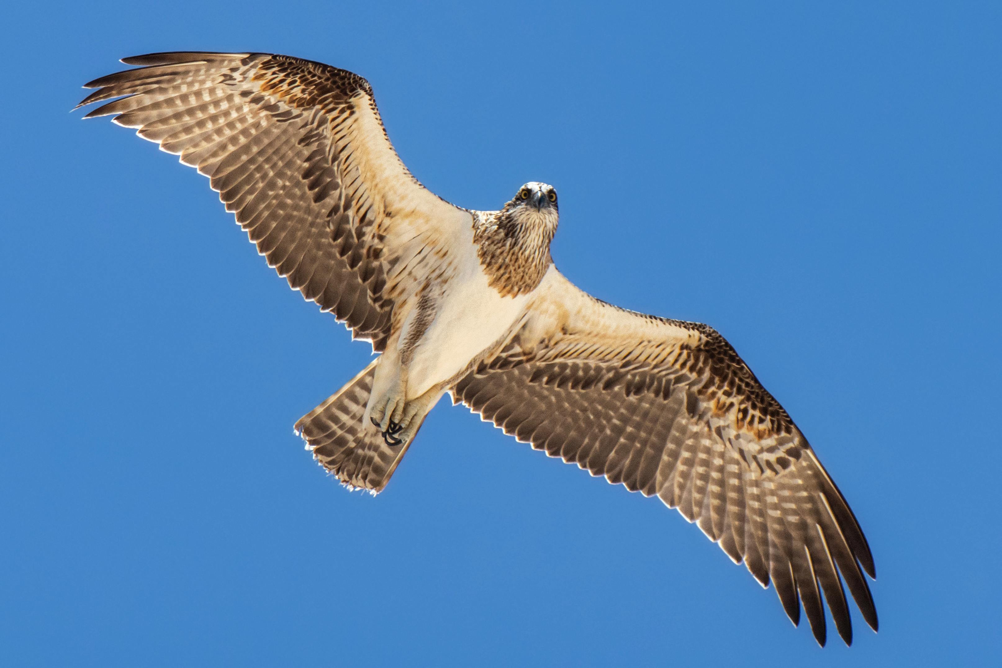 Close-Up Shot of an Osprey Flying · Free Stock Photo