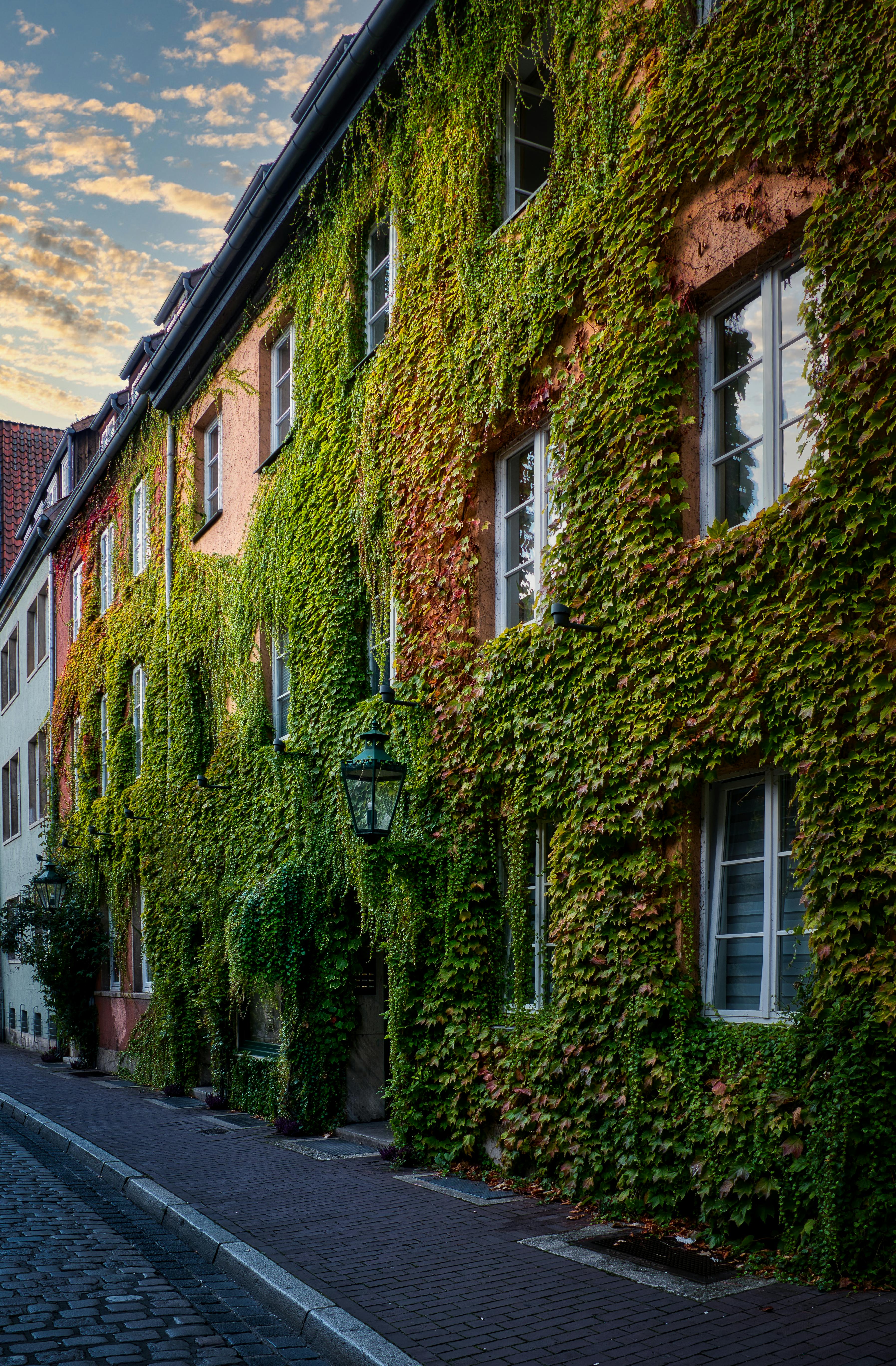 Exterior of a Building in City Covered in Ivy · Free Stock Photo