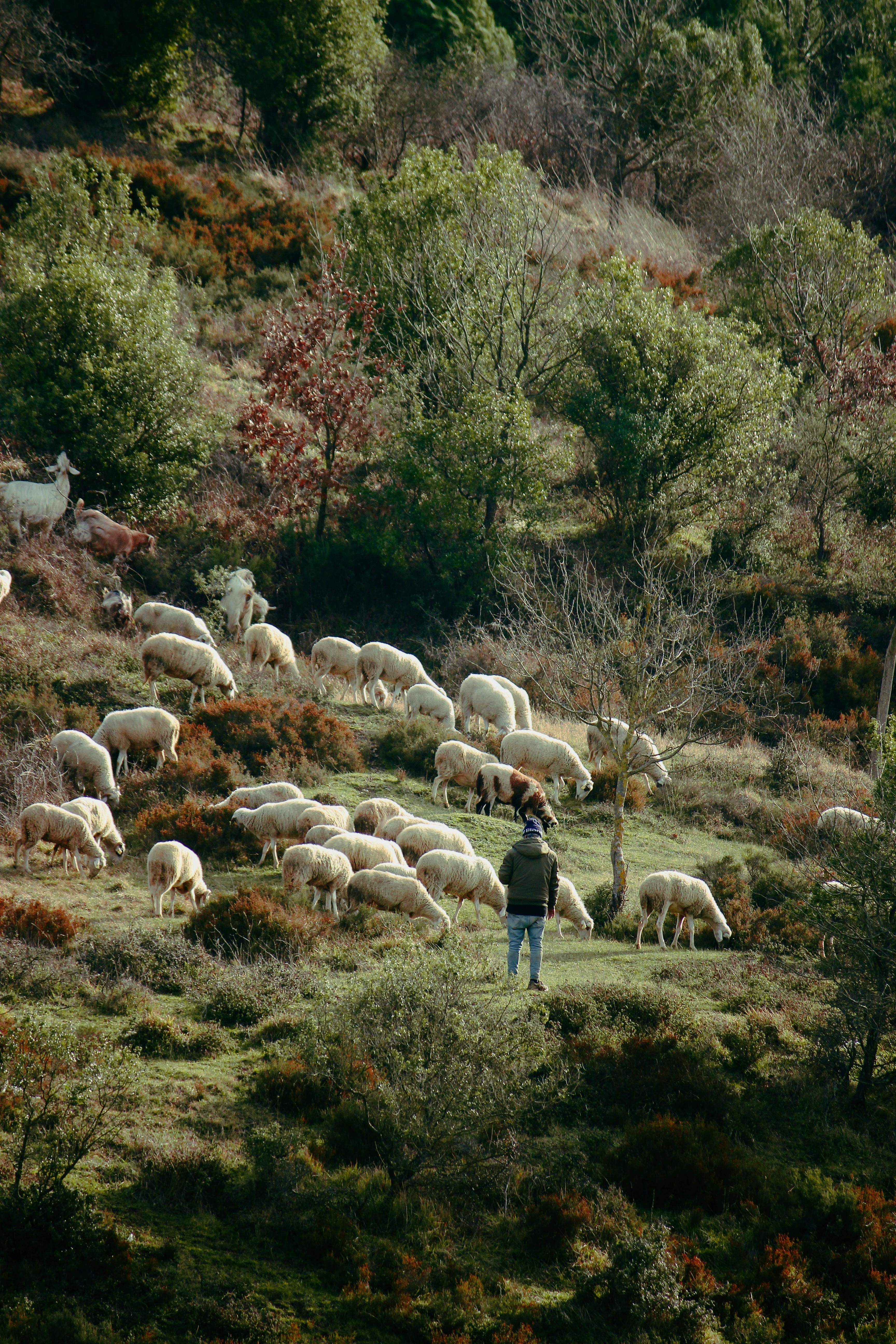 Shepherd with Flock of Sheep on Pasture · Free Stock Photo