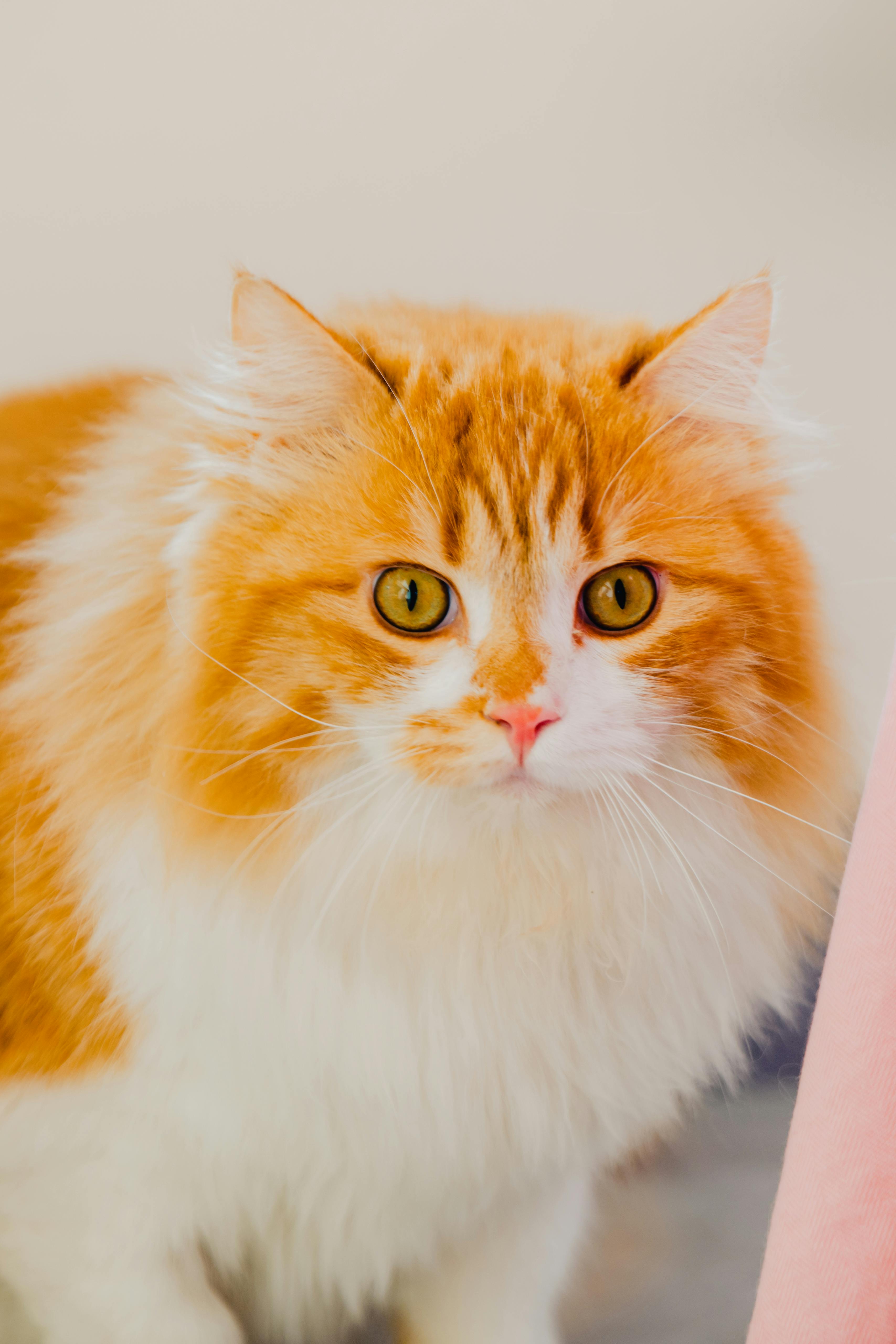 Portrait of an Orange Cat · Free Stock Photo