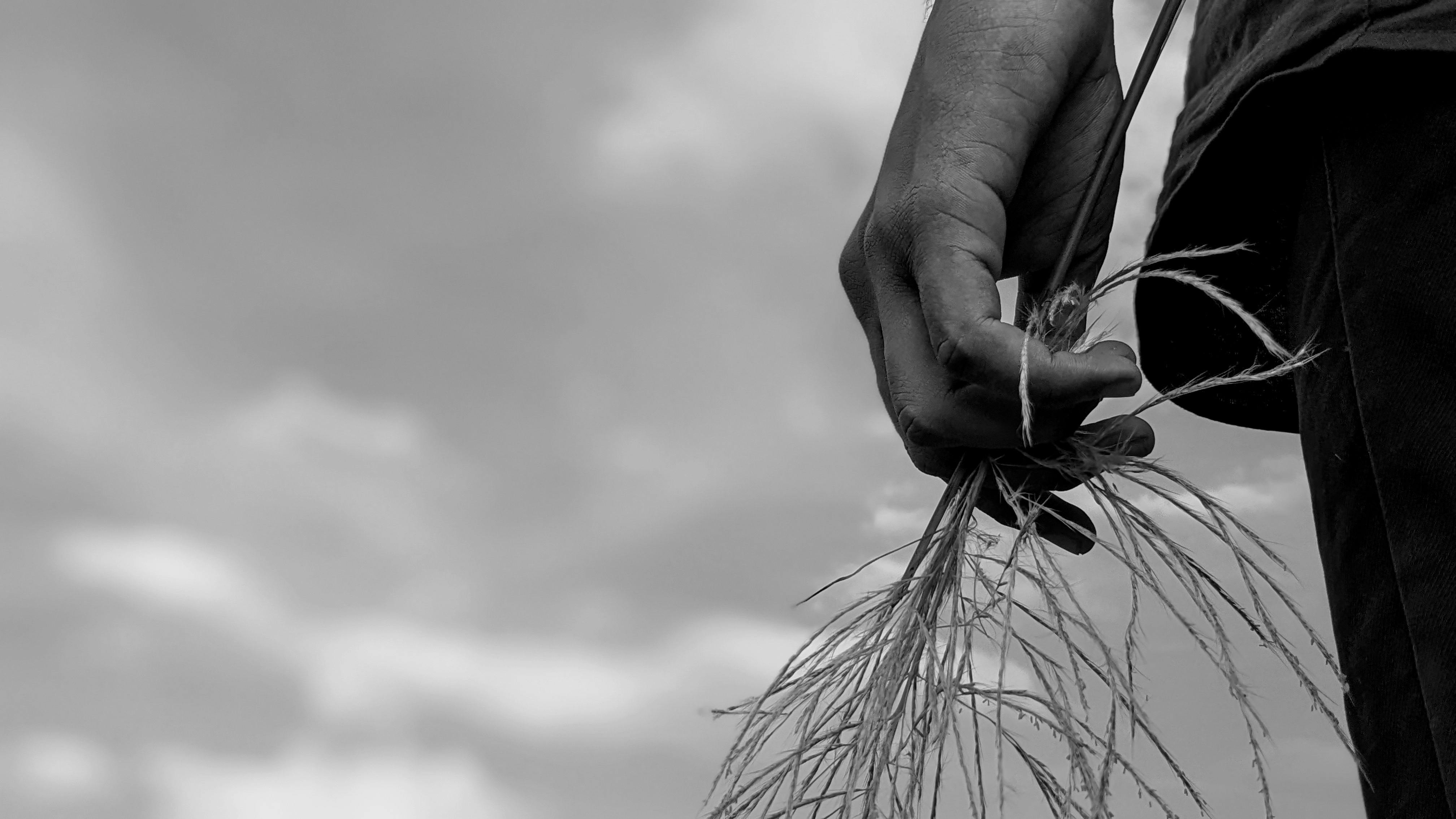 Black and White Photography of a Hand Holding a Twig · Free Stock Photo