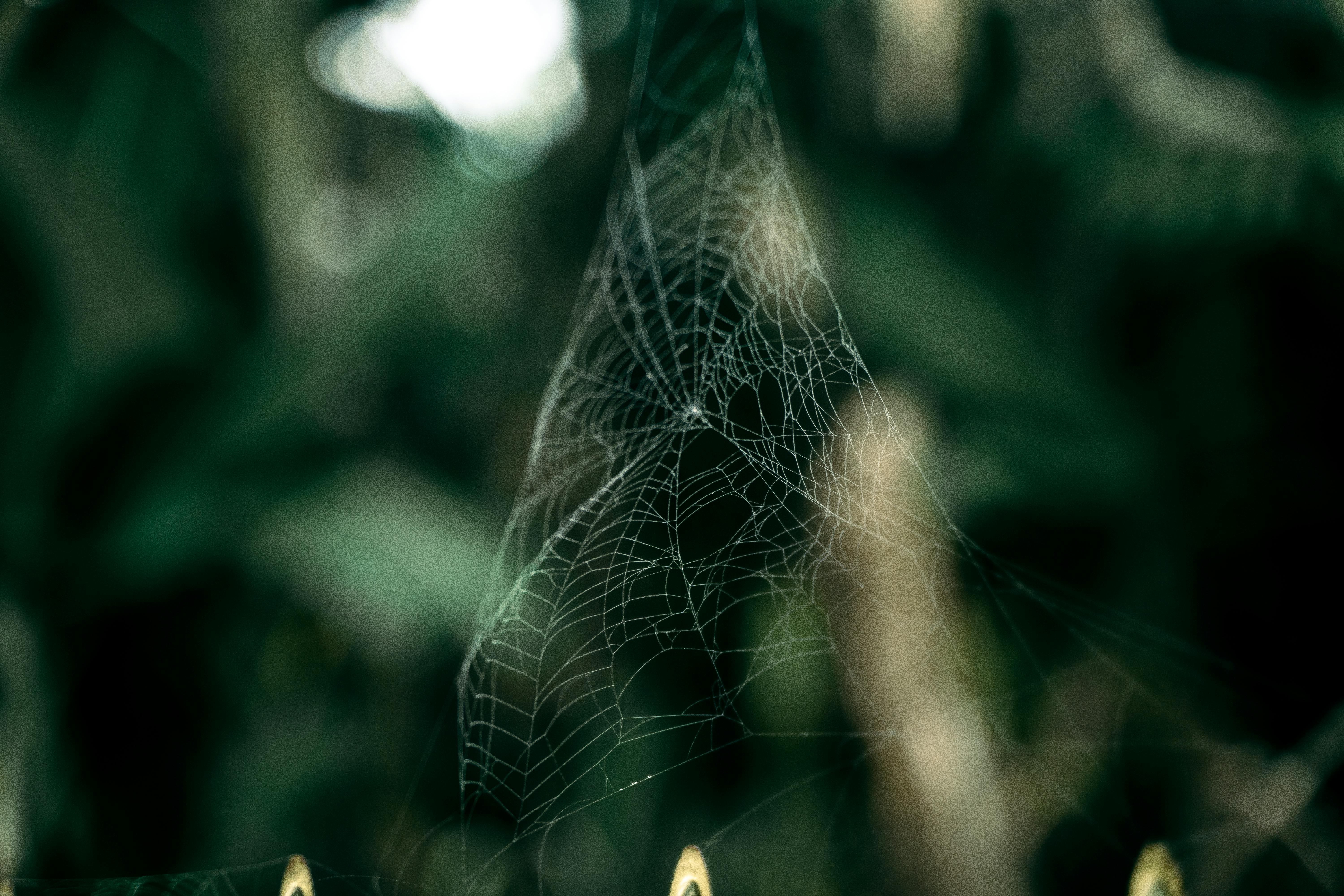 Spiderweb in a Forest · Free Stock Photo