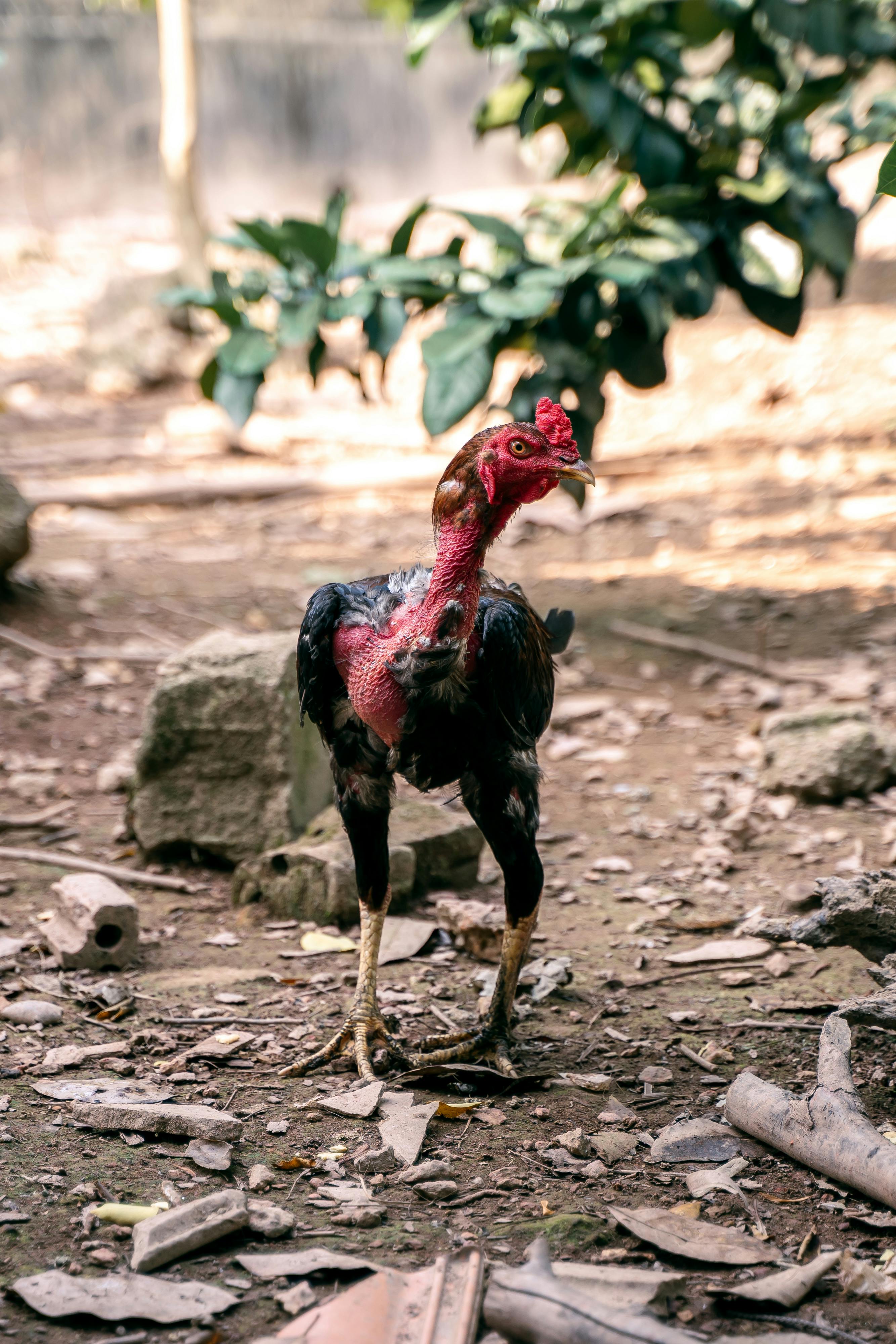 Portrait of a Ga Noi Chicken · Free Stock Photo