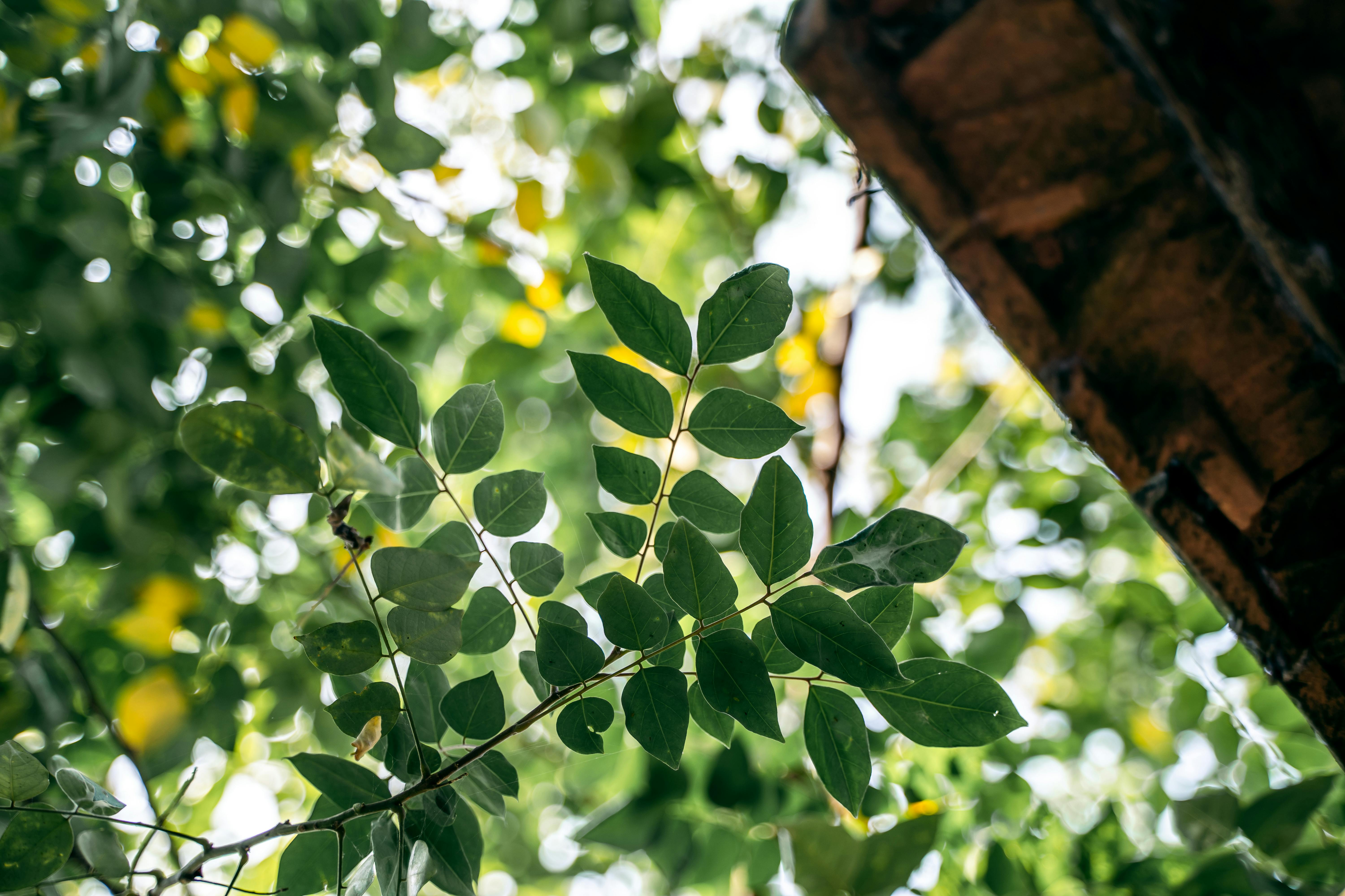 tết,tết nguyên đán,tết việt,gói bánh tét,vietnam,travel vietnam,visit ...