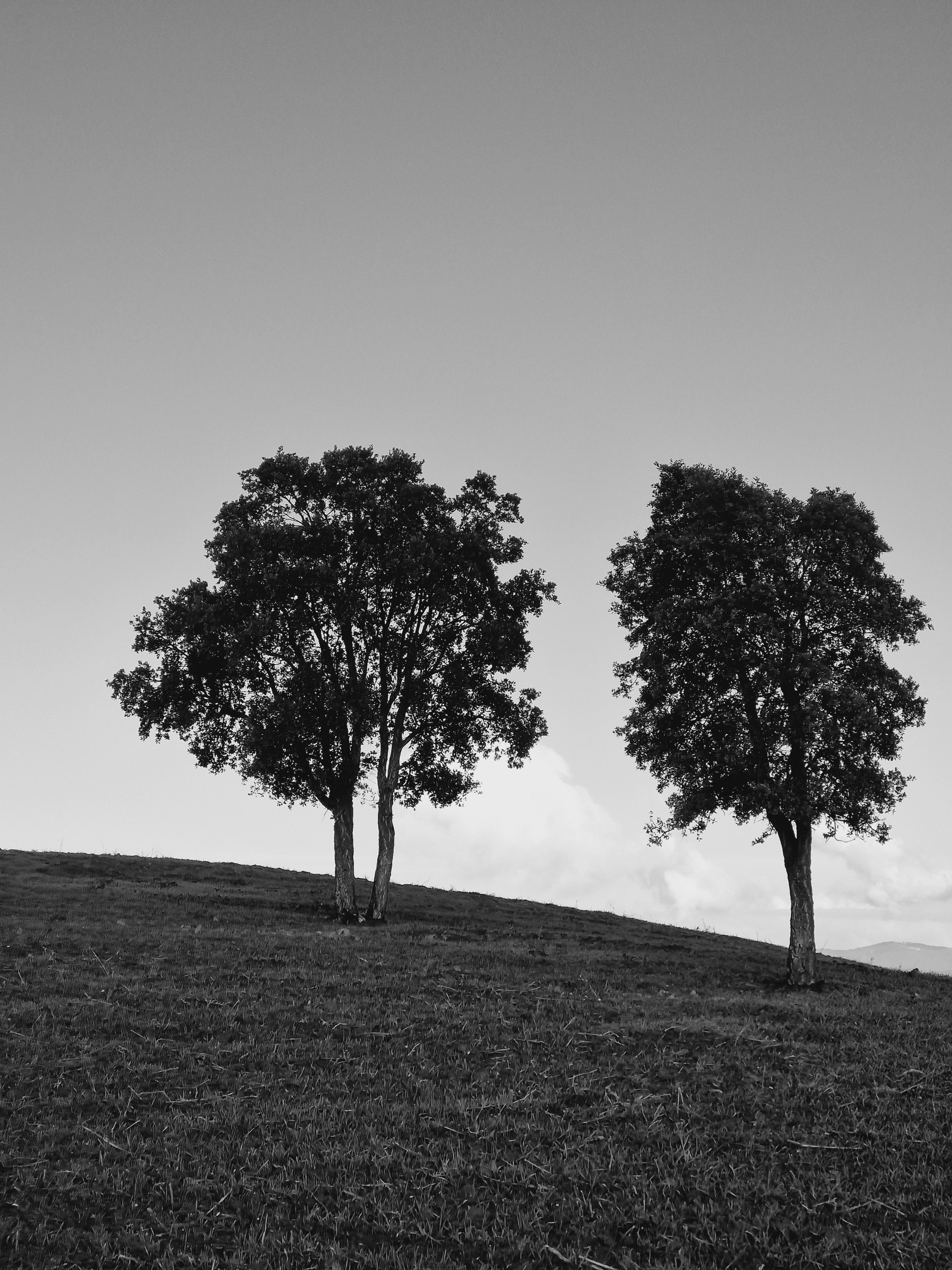 Two Trees on a Grassy Hill · Free Stock Photo