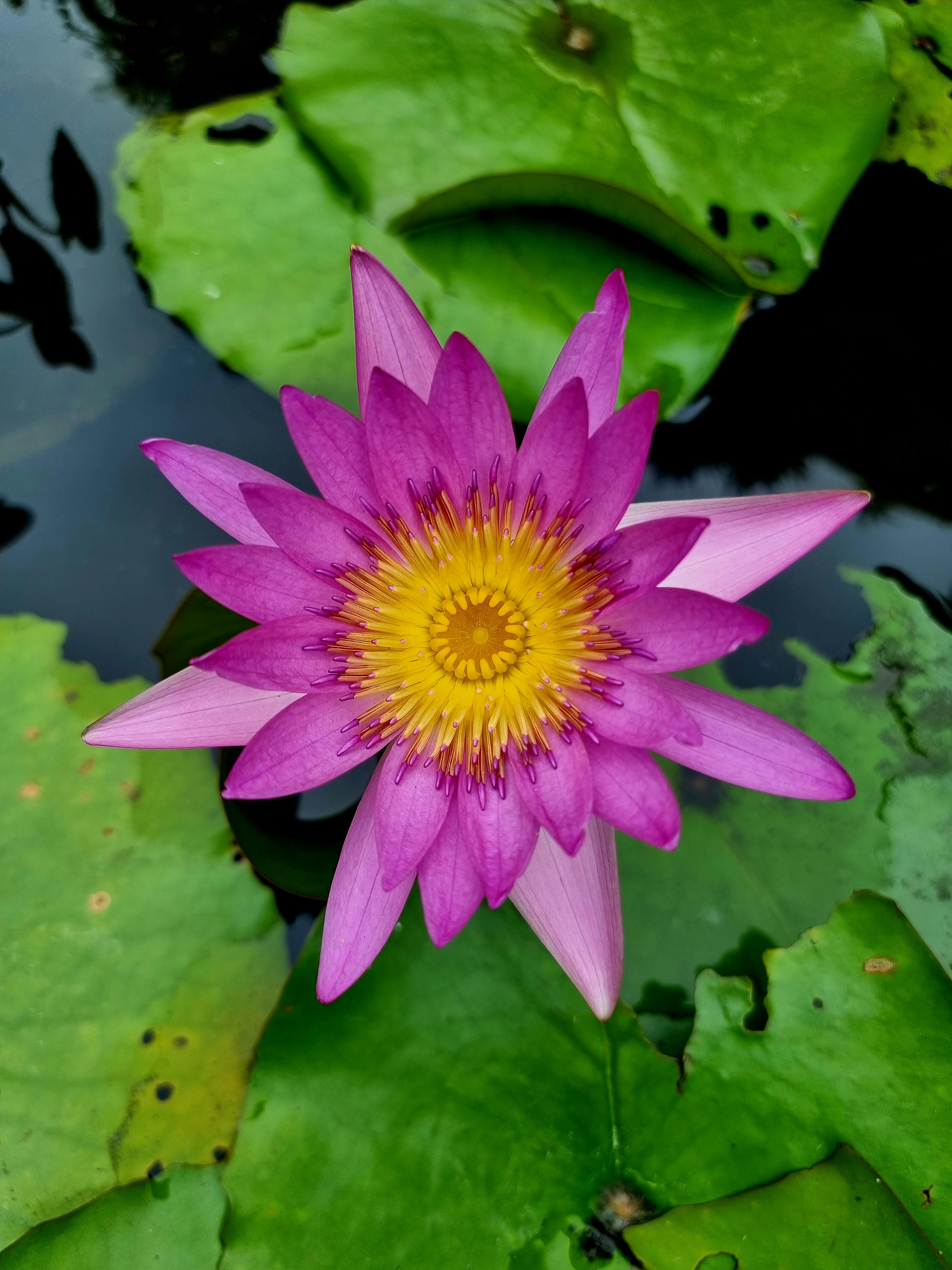 lotus · Free Stock Photo