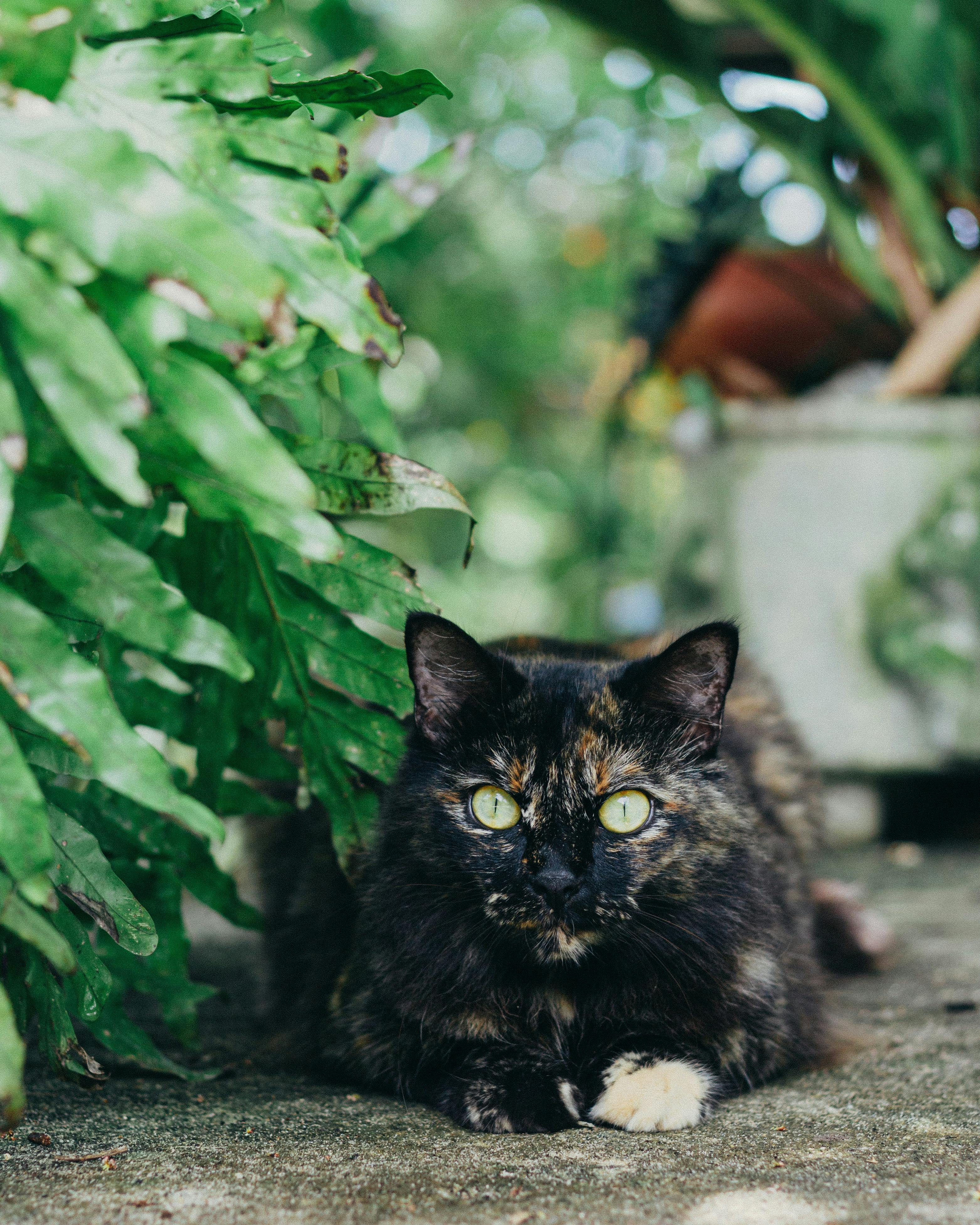 Black Cat Lying Down on Ground · Free Stock Photo