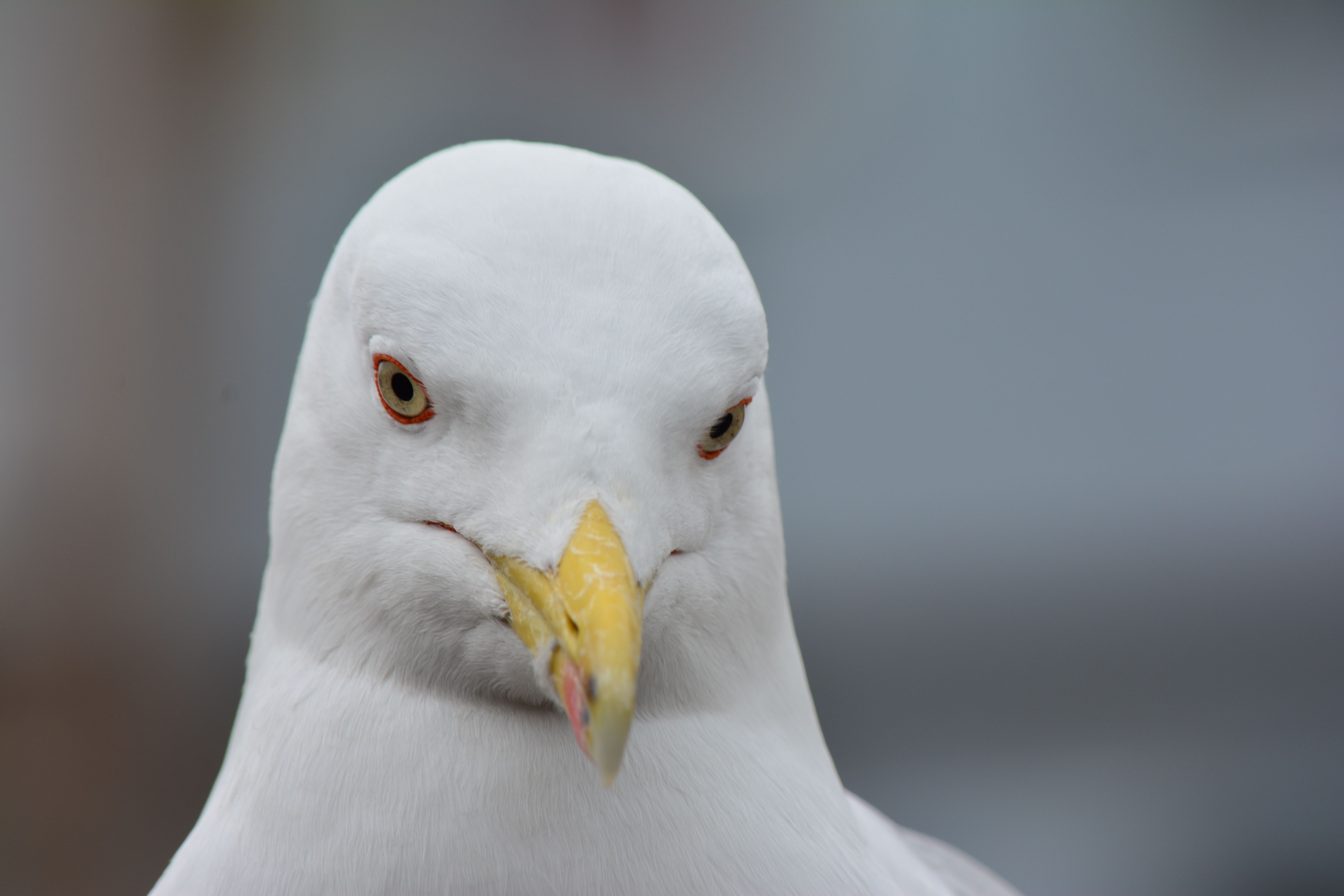Close Up Photography of Seagull · Free Stock Photo