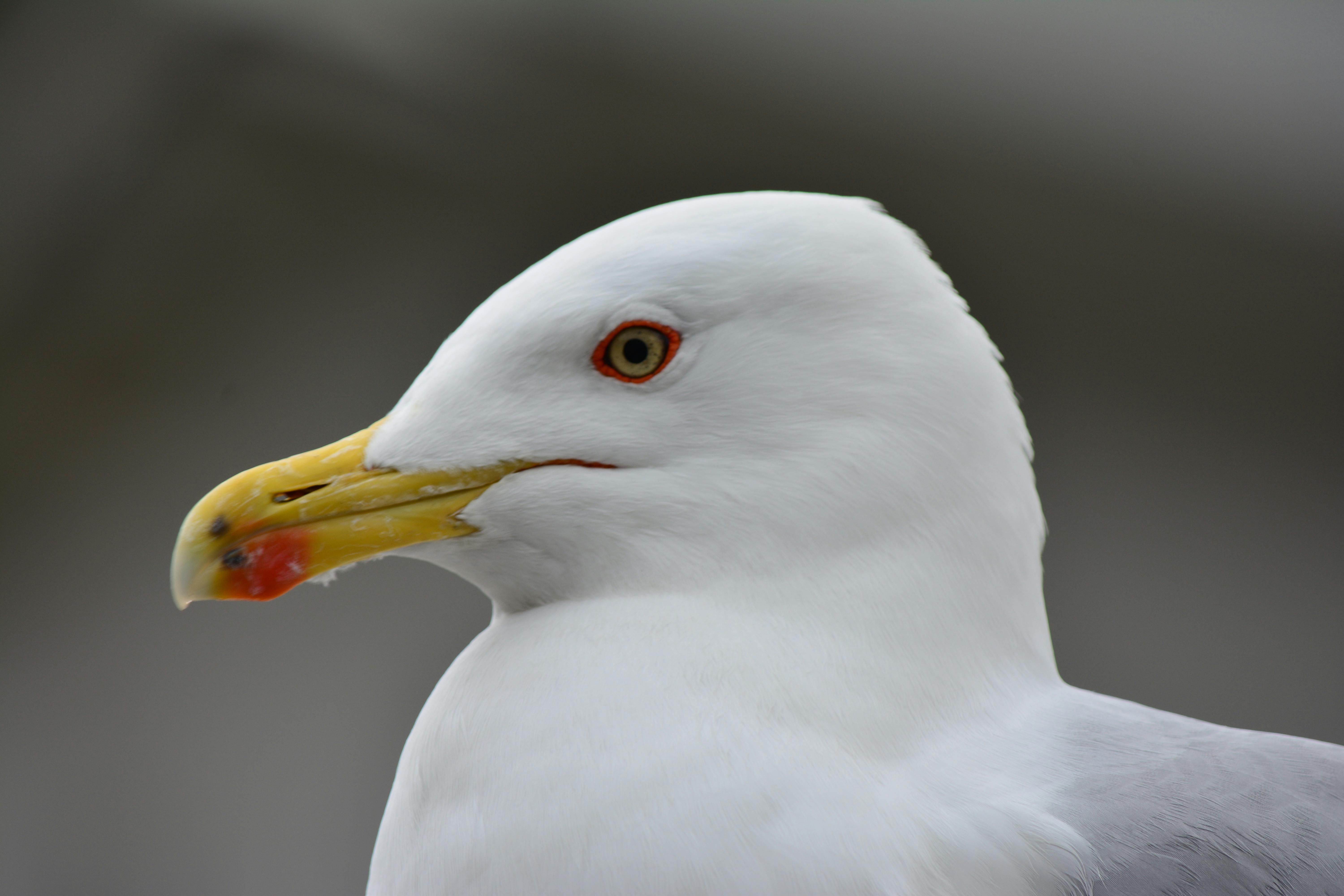 Portrait of Seagull · Free Stock Photo