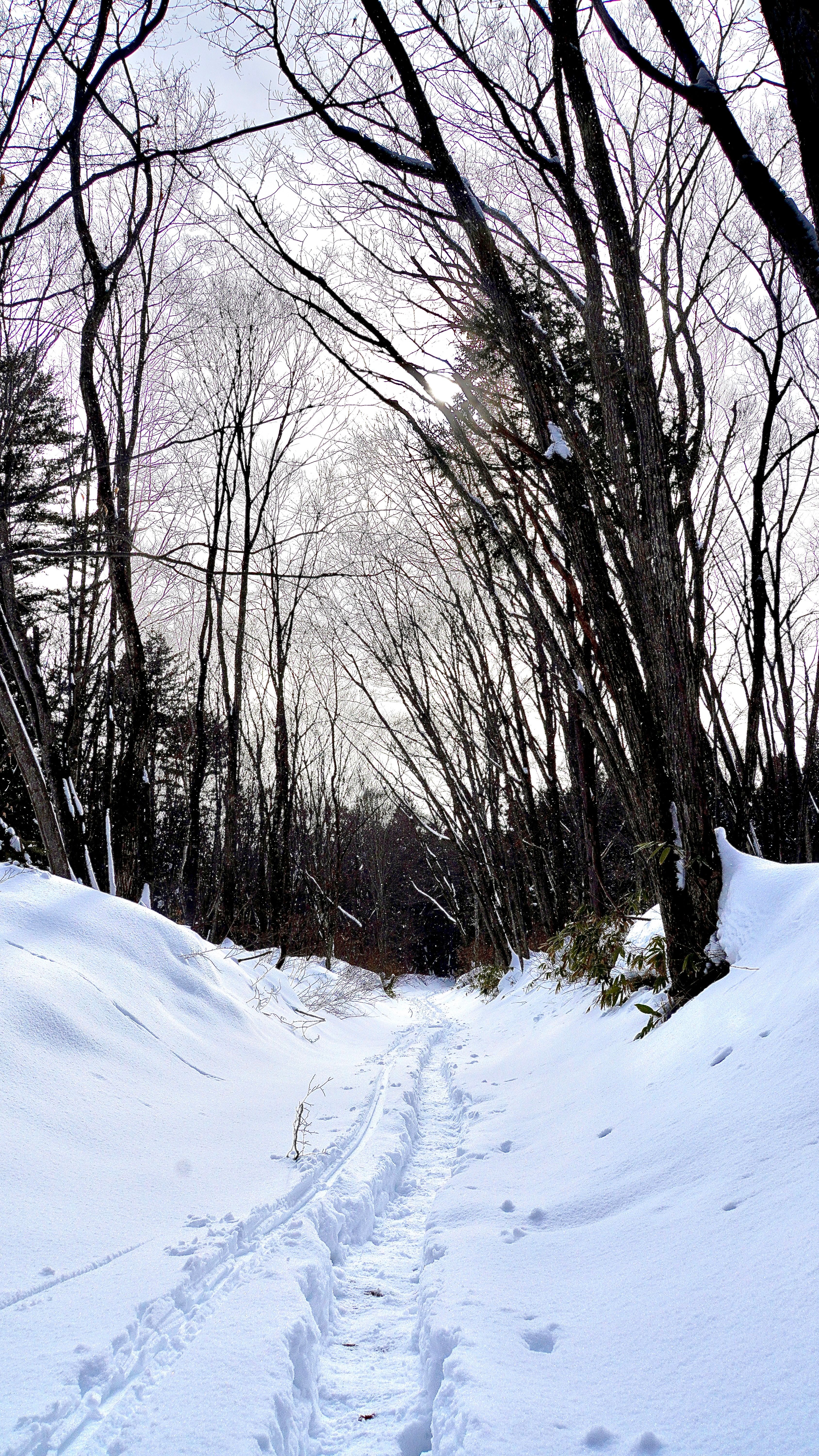 Bare Trees around Footpath in Snow in Winter · Free Stock Photo