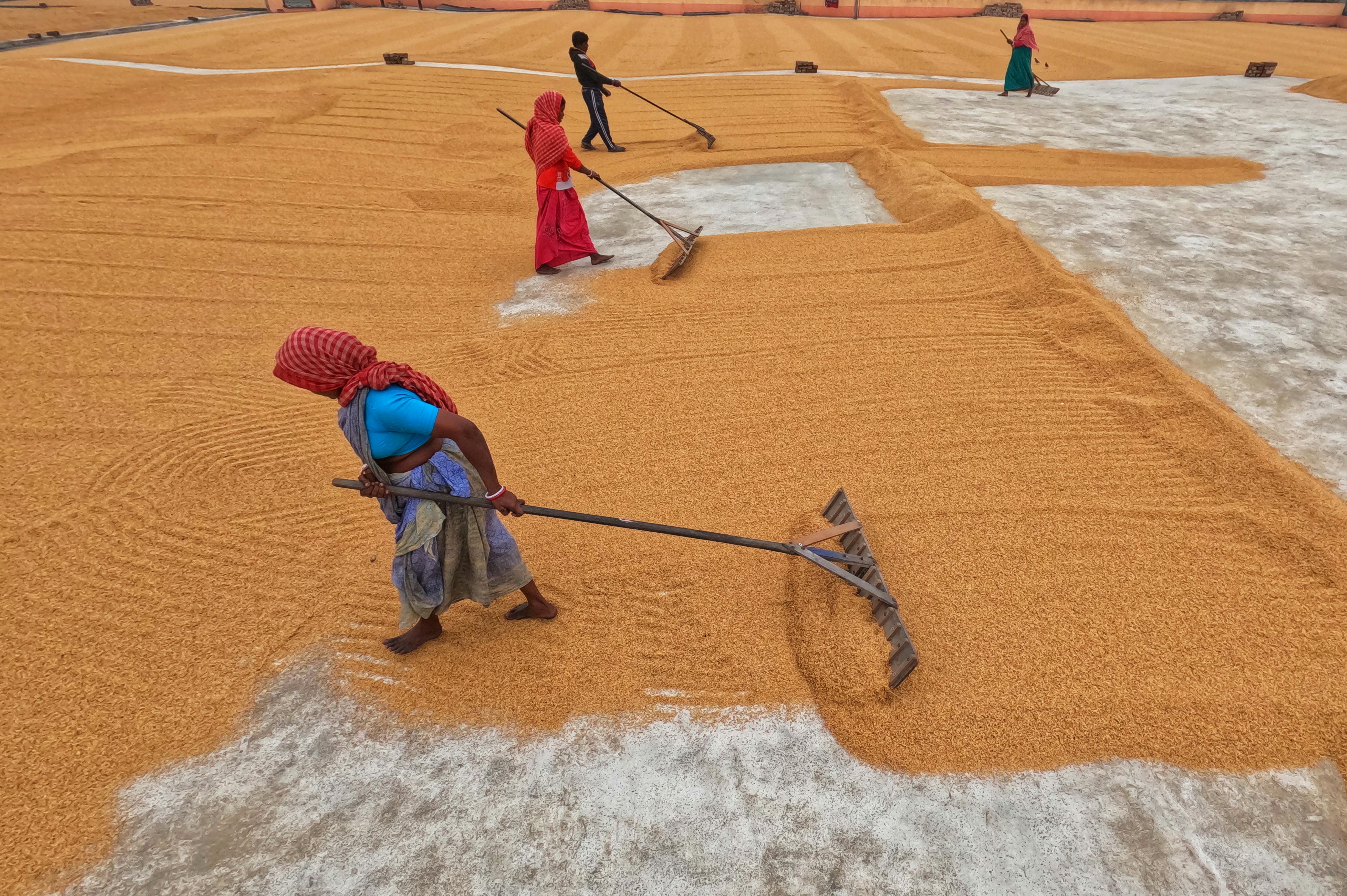 Woman Pulling a Rake over Drying Rice · Free Stock Photo
