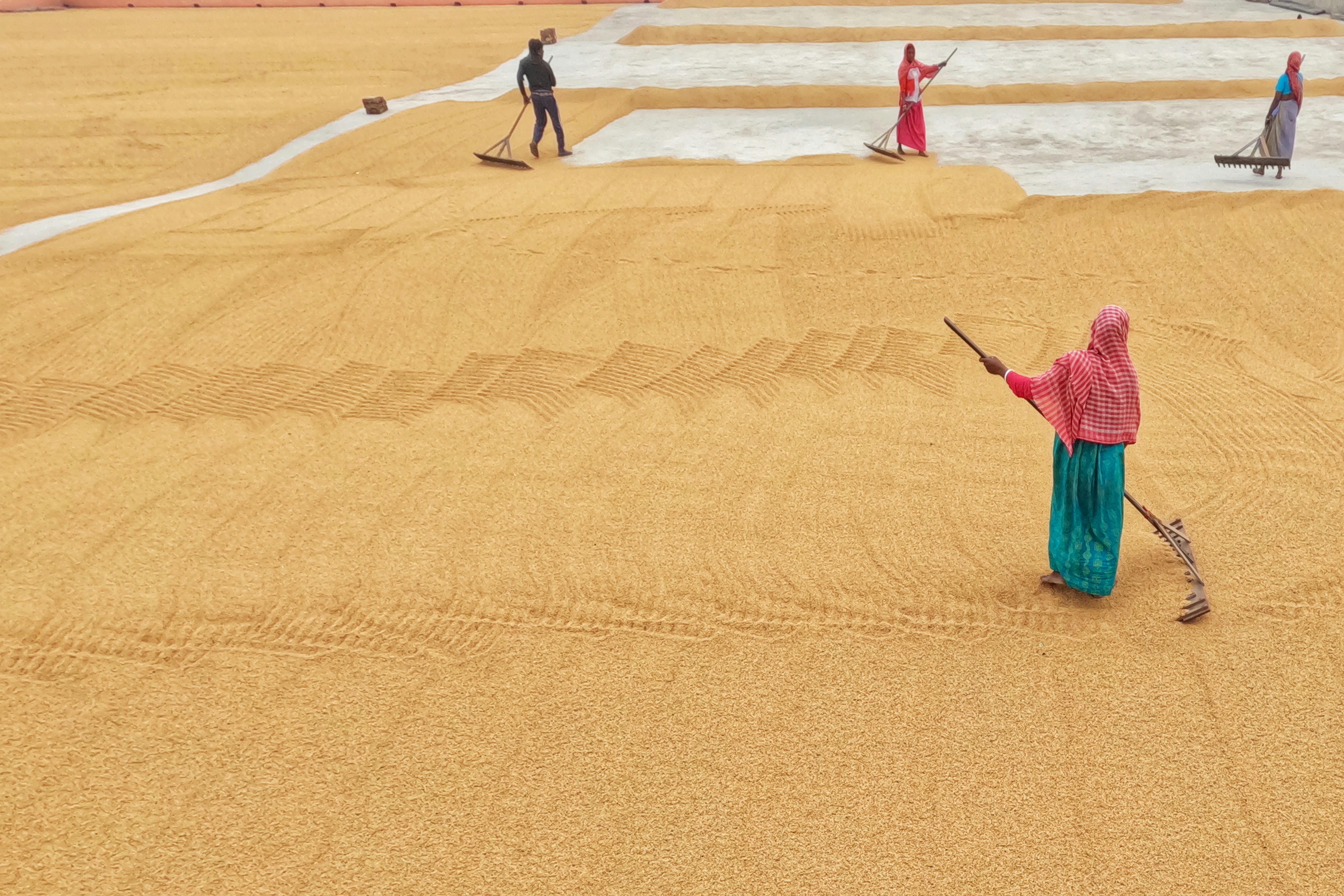 Aerial View of People Manually Drying Rice · Free Stock Photo