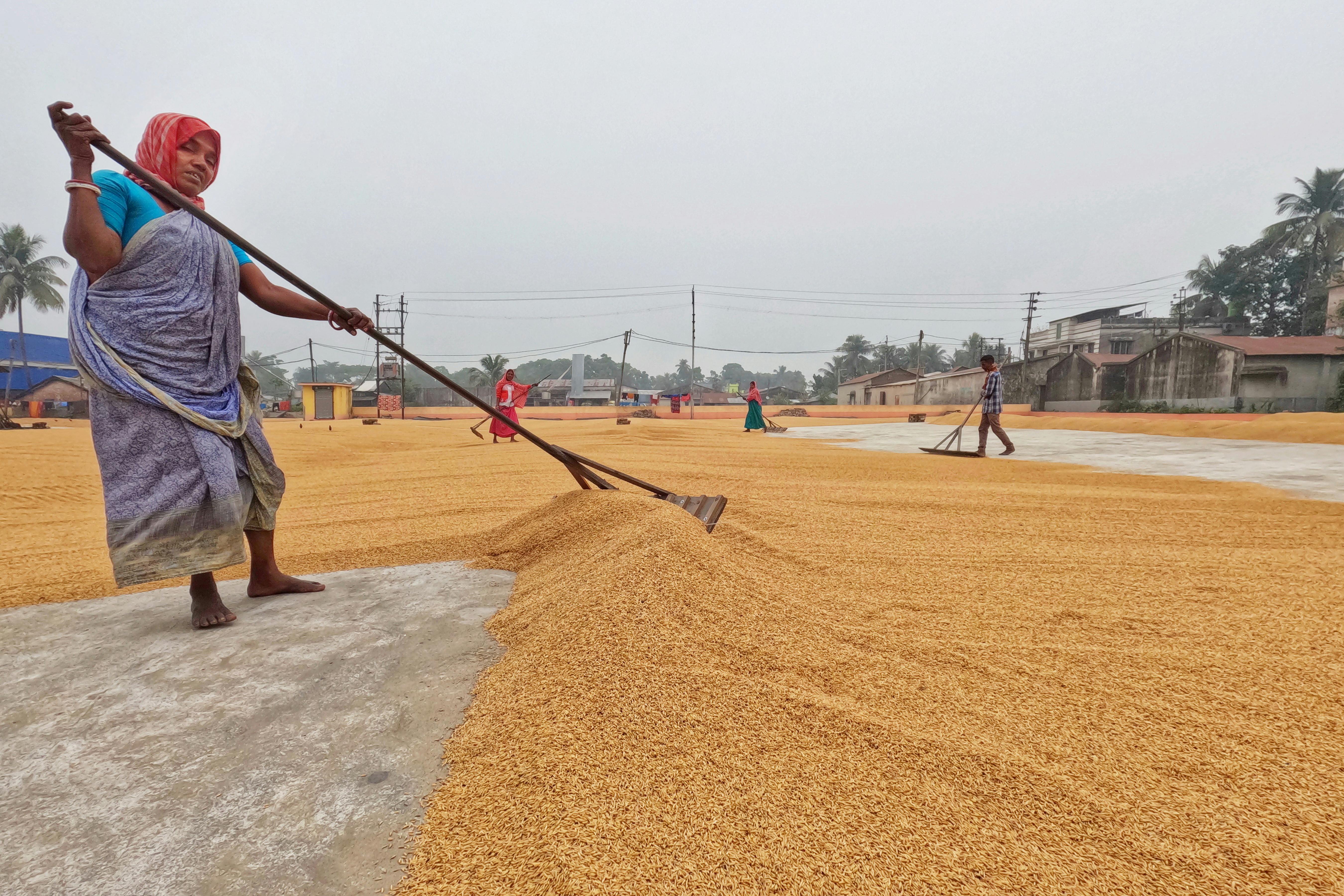 Woman Spreading Rice in the Square · Free Stock Photo