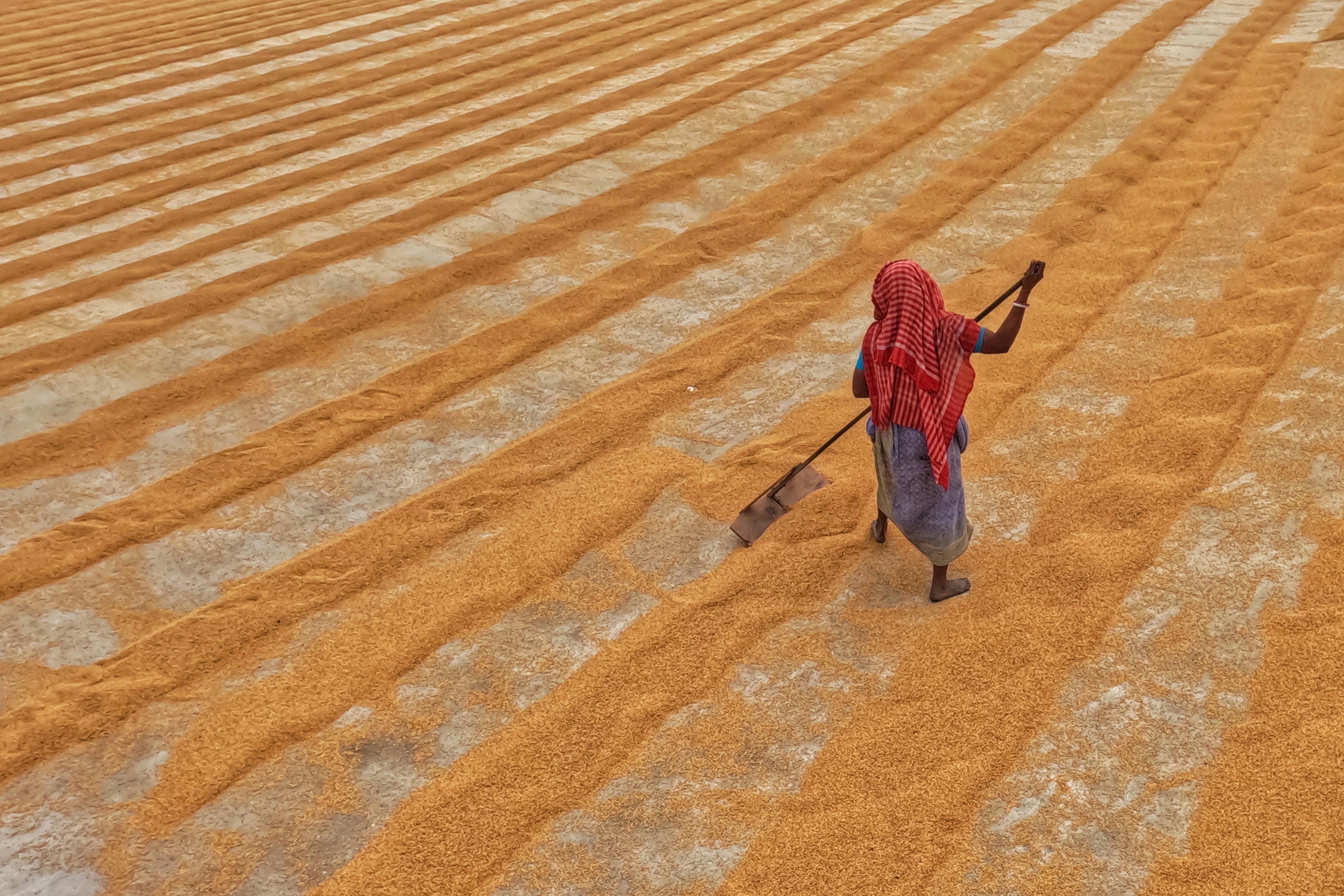Aerial View of a Woman Manually Spreading Rice to Dry · Free Stock Photo
