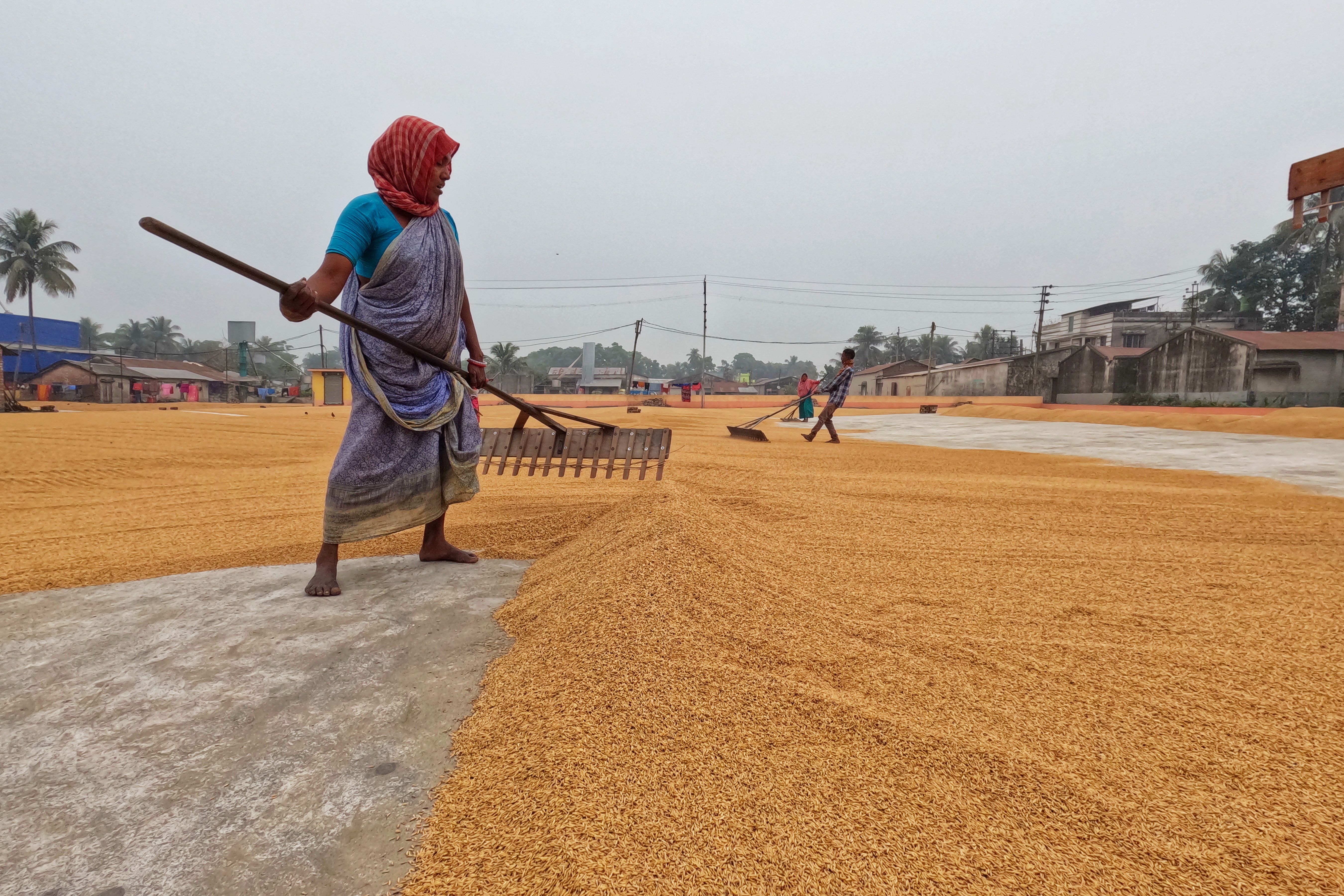 Woman Rakes Seeds to Dry it · Free Stock Photo