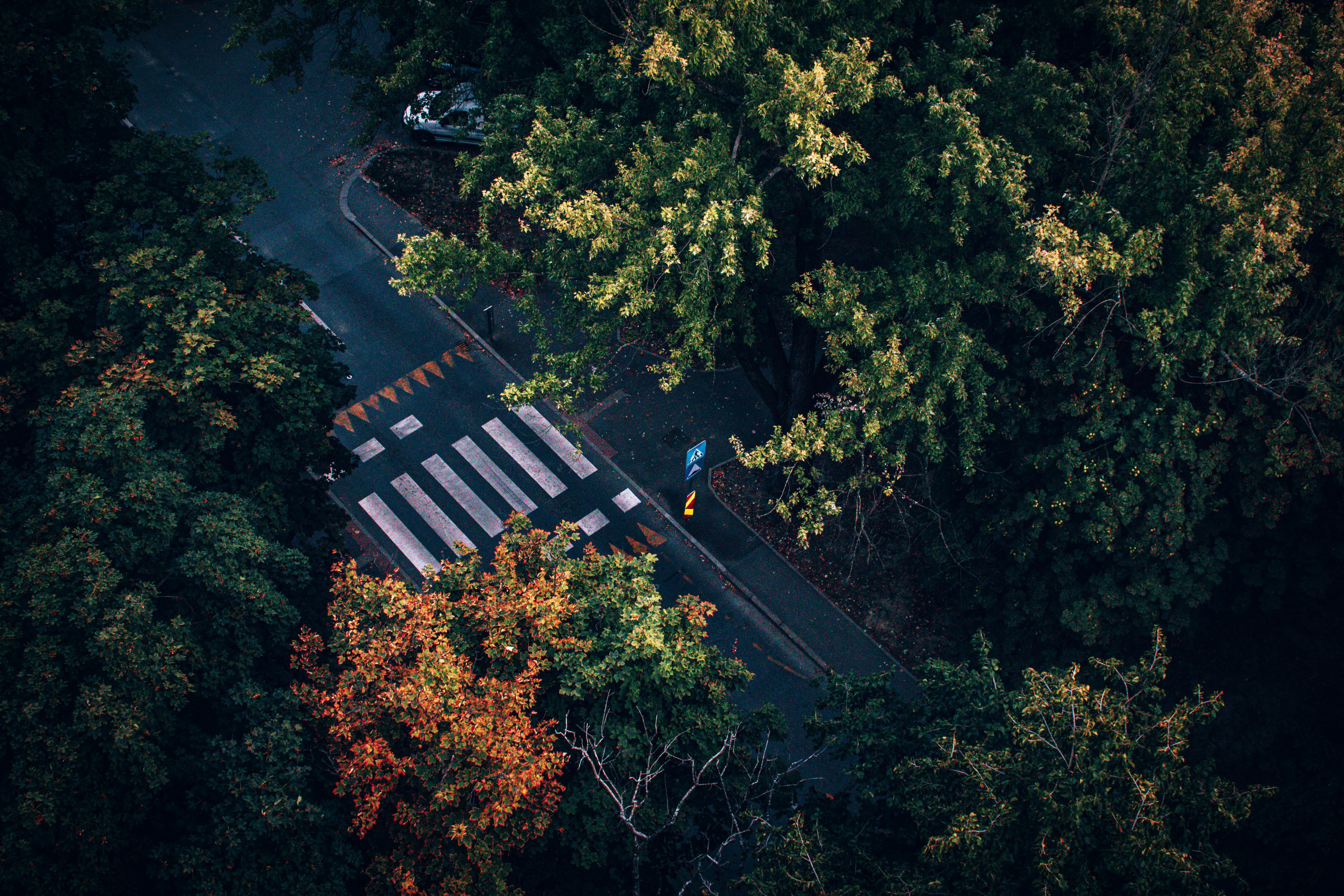 Crosswalk in Green District with Trees · Free Stock Photo