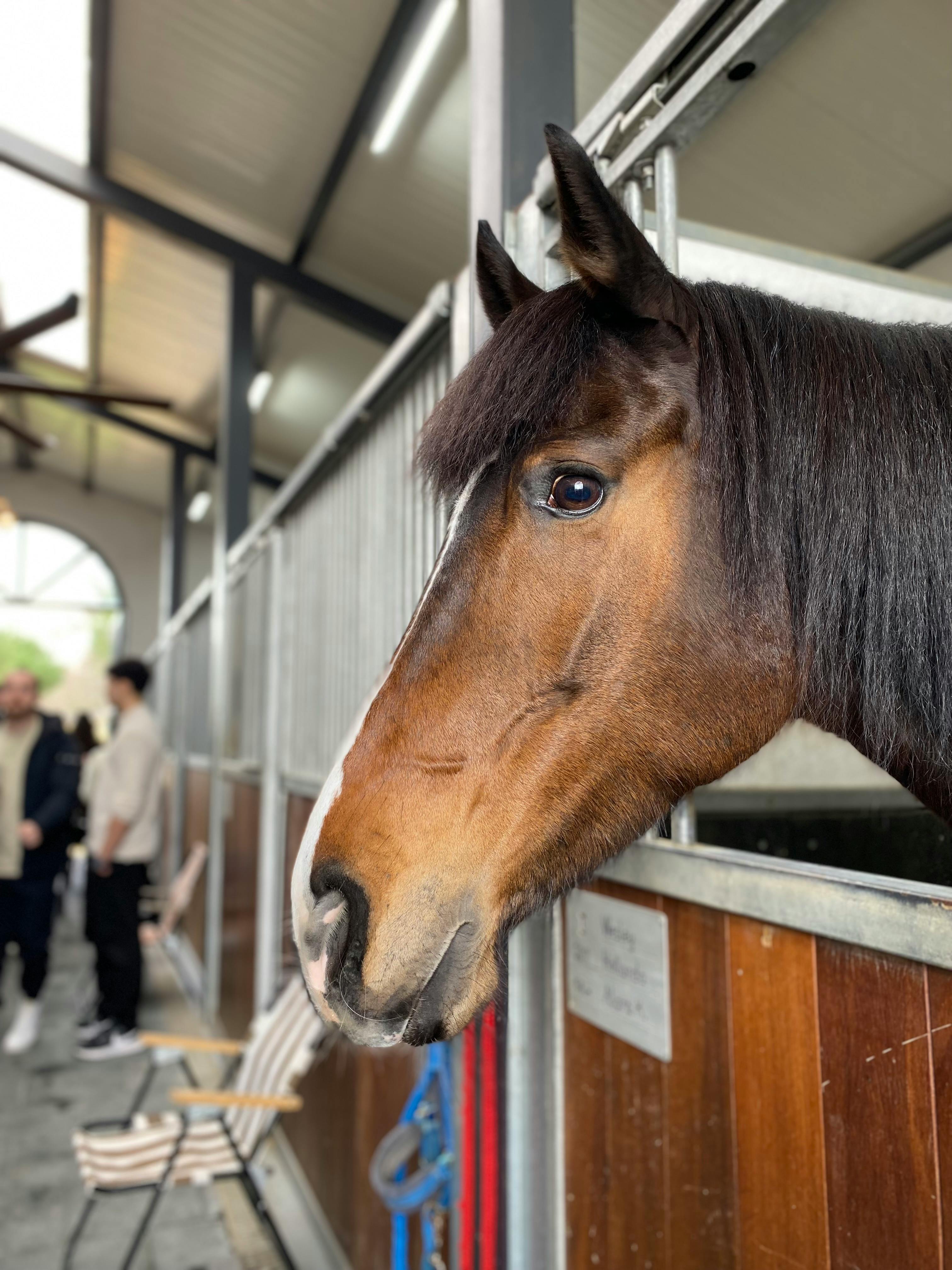 Foto de stock gratuita sobre animal, bahía, caballo, cabeza, de cerca ...