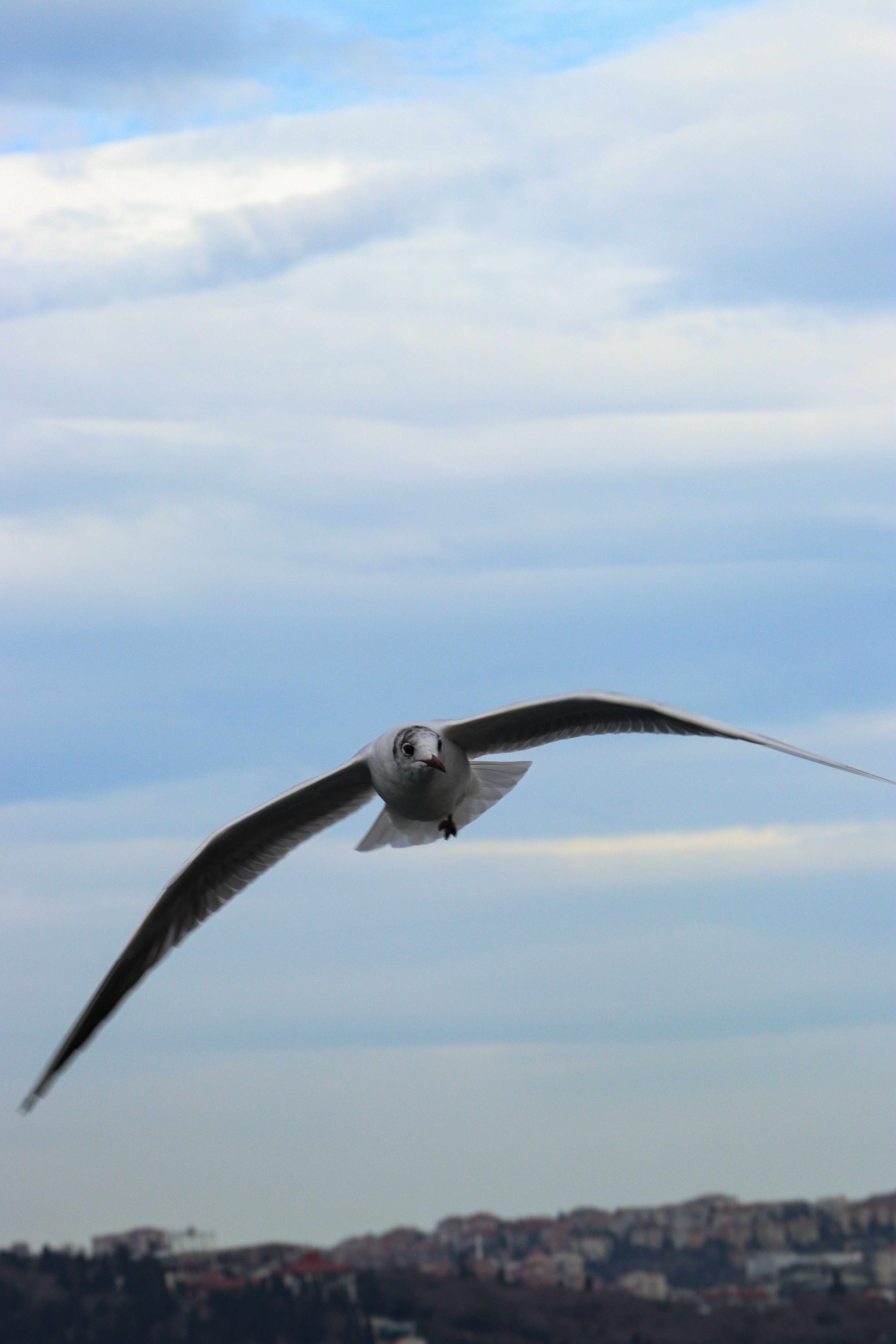 Flying Seagull on a Dramatic Sky · Free Stock Photo