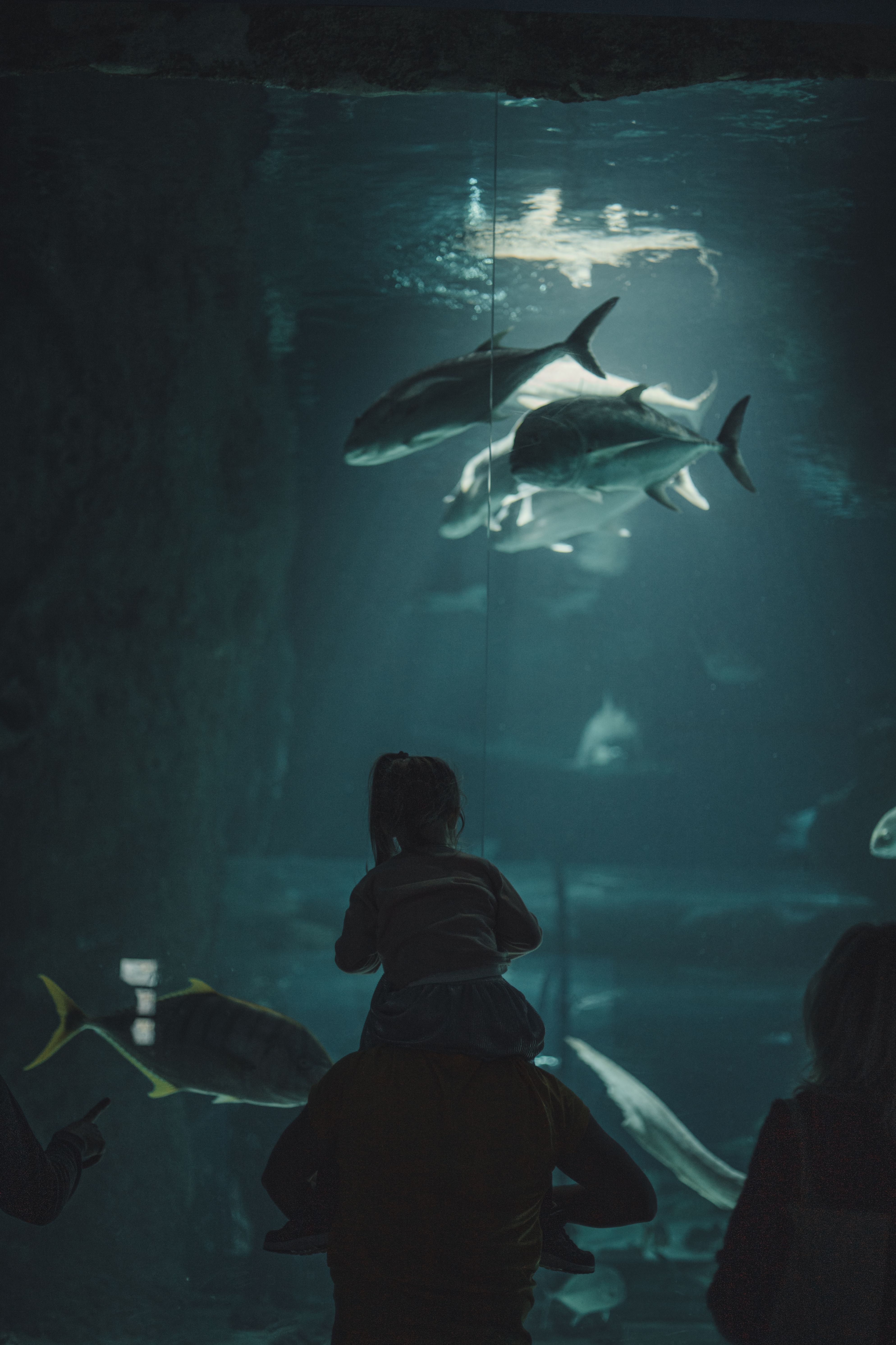 Whale Shark Reproduction Photos, Download The BEST Free Whale Shark ...