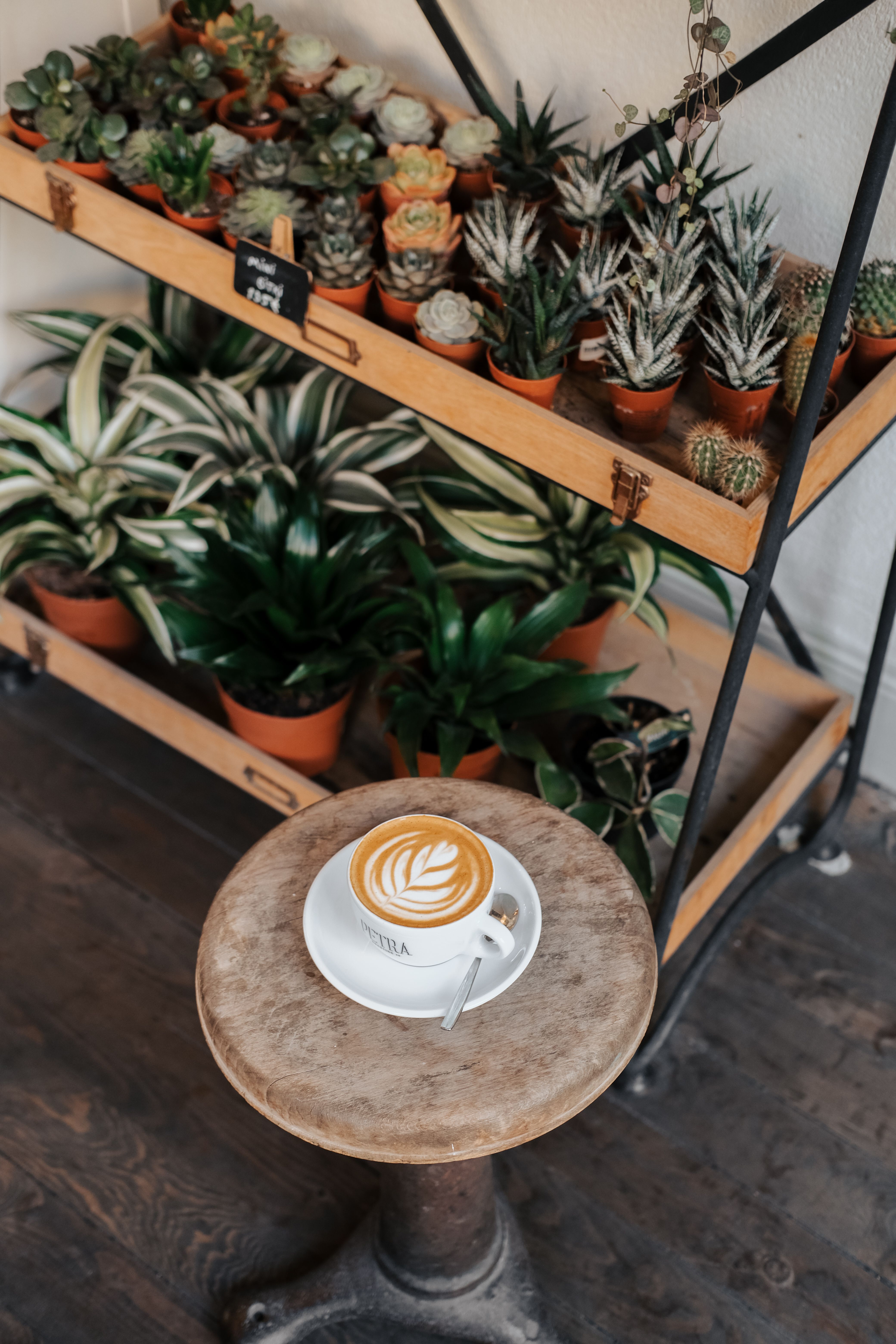 Photo gratuite de à l'intérieur, aloe, arabica, boisson, botanique ...