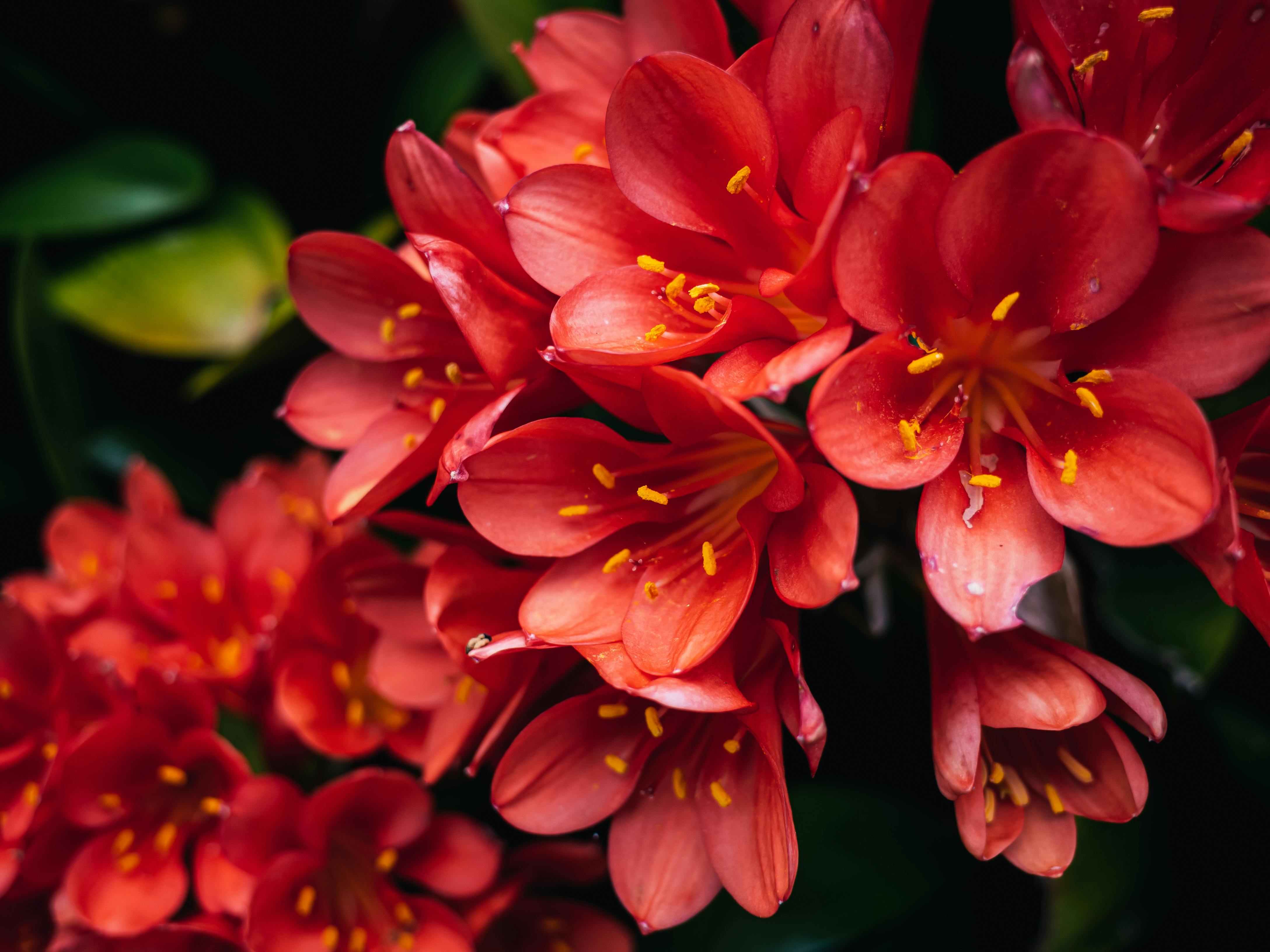 Red Natal Lilies · Free Stock Photo