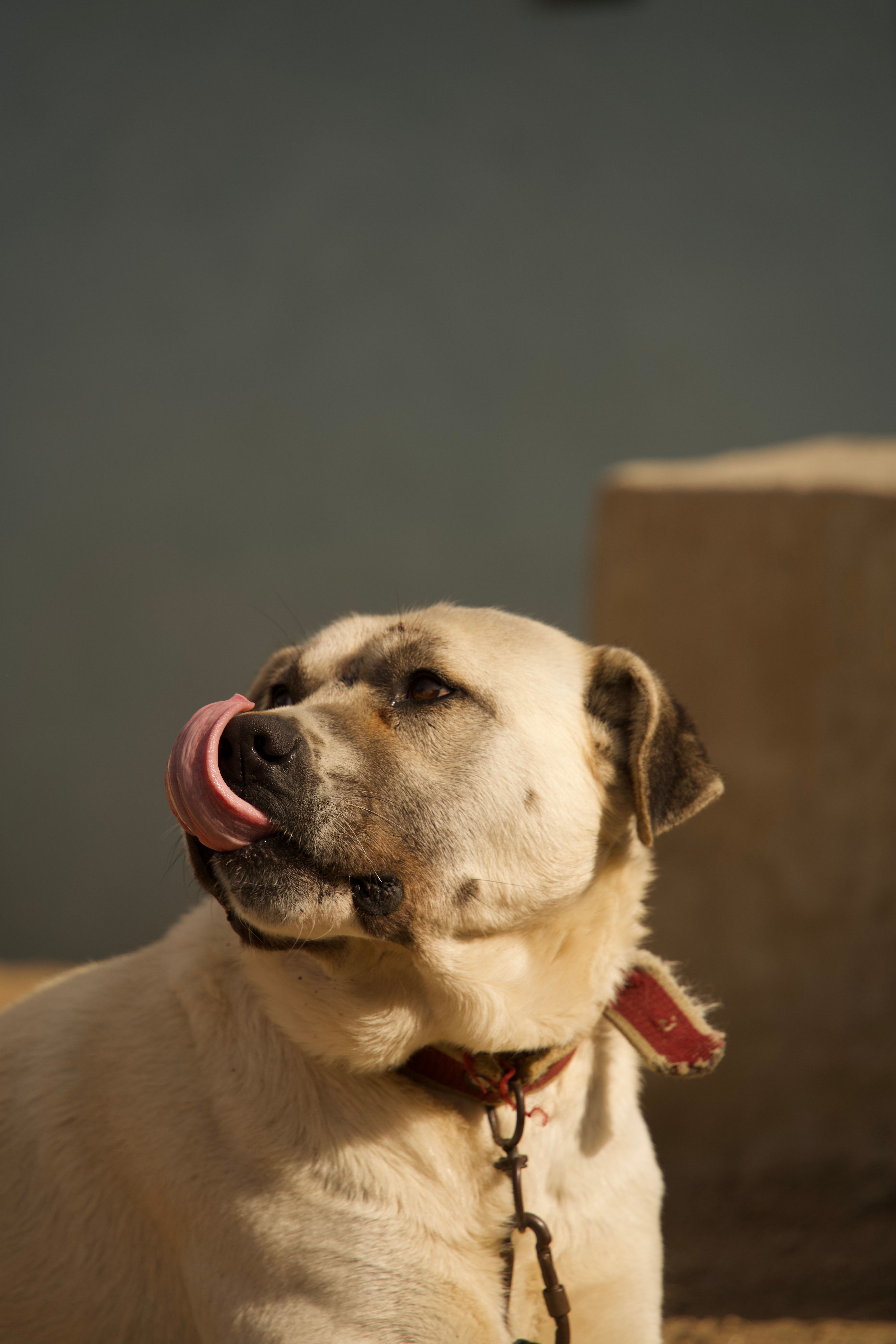 Kangal Shepherd Dog on Leash · Free Stock Photo