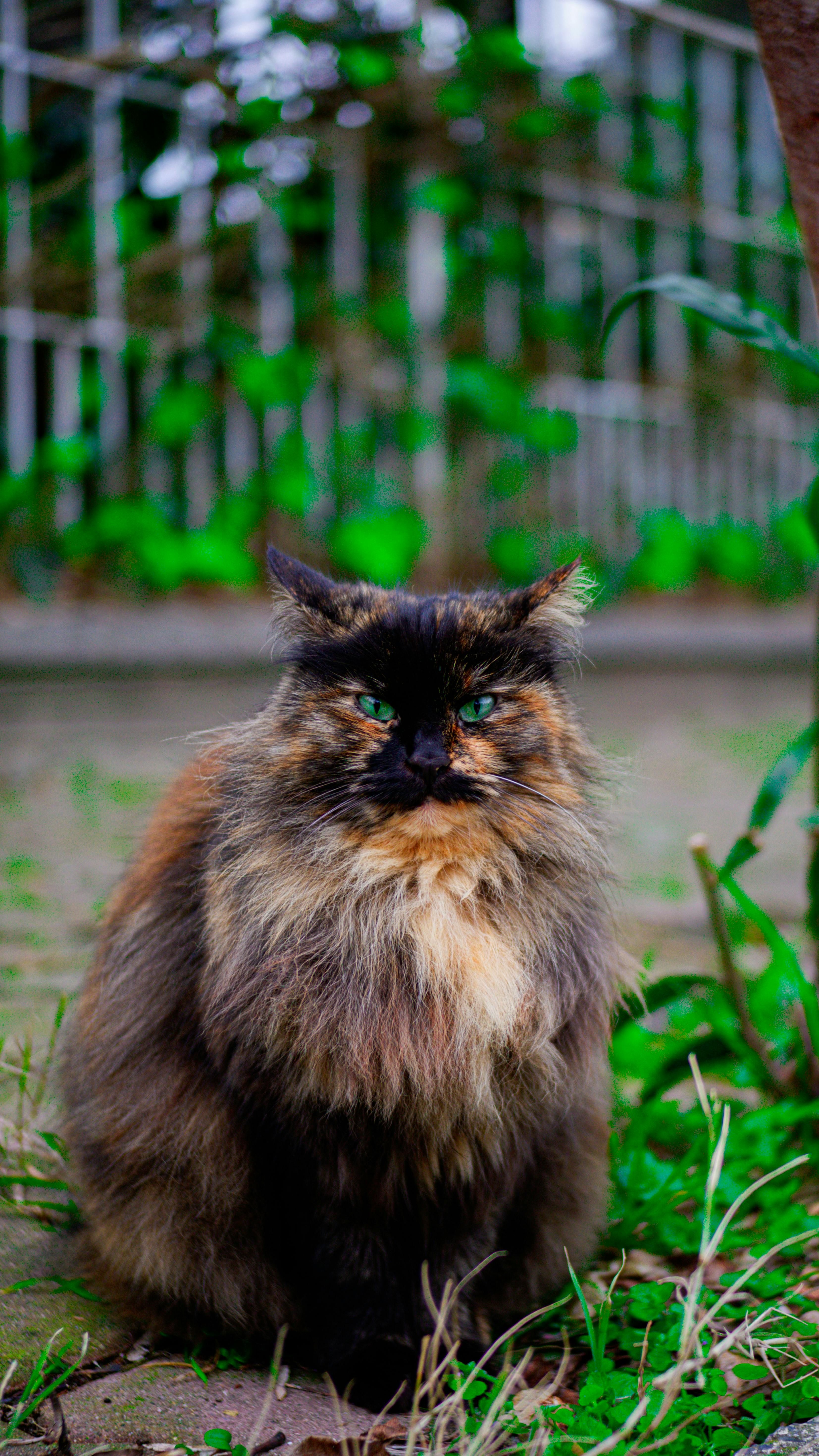 Funny Fluffy Cat · Free Stock Photo