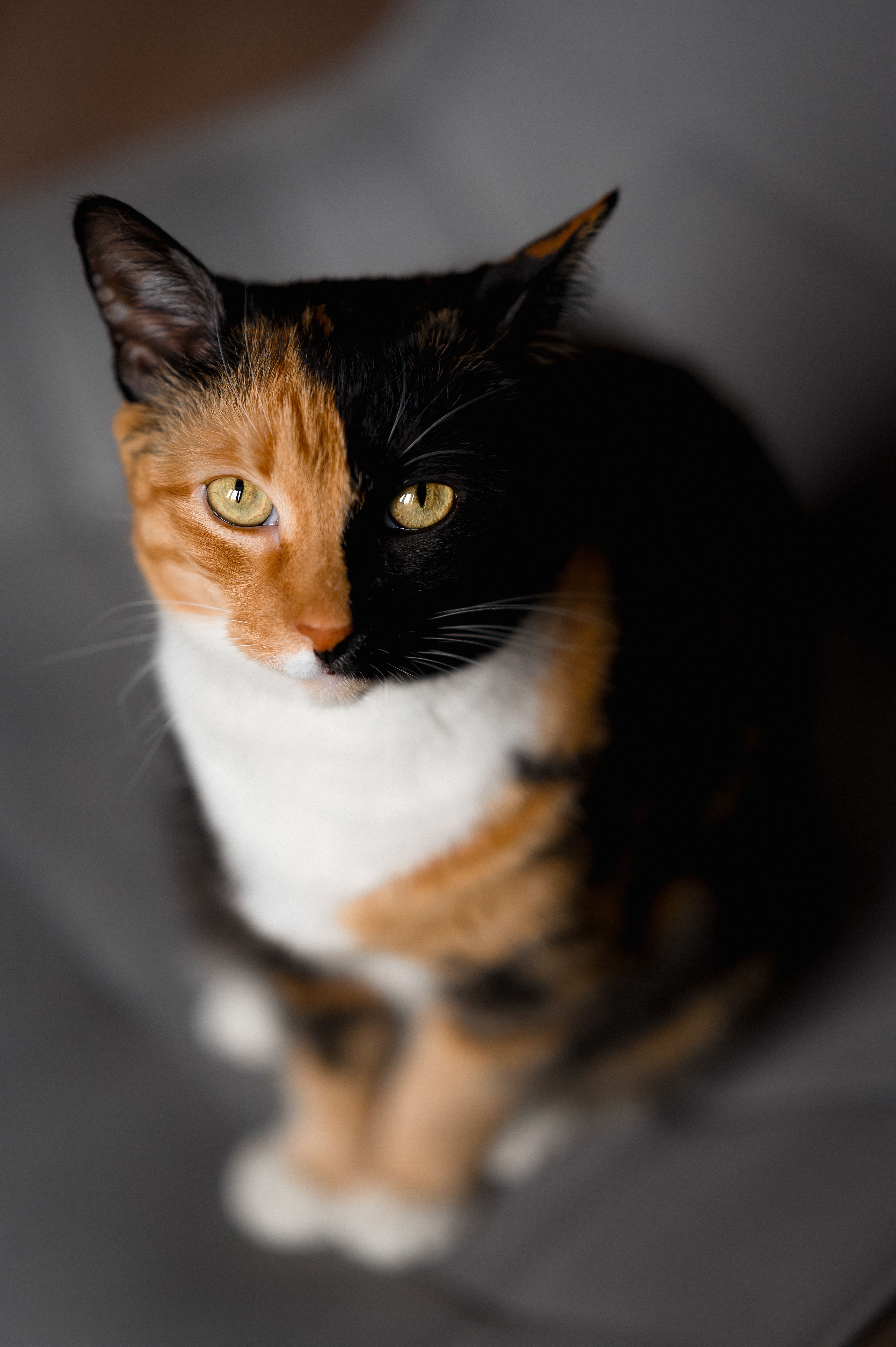 A calico cat sitting on a chair · Free Stock Photo