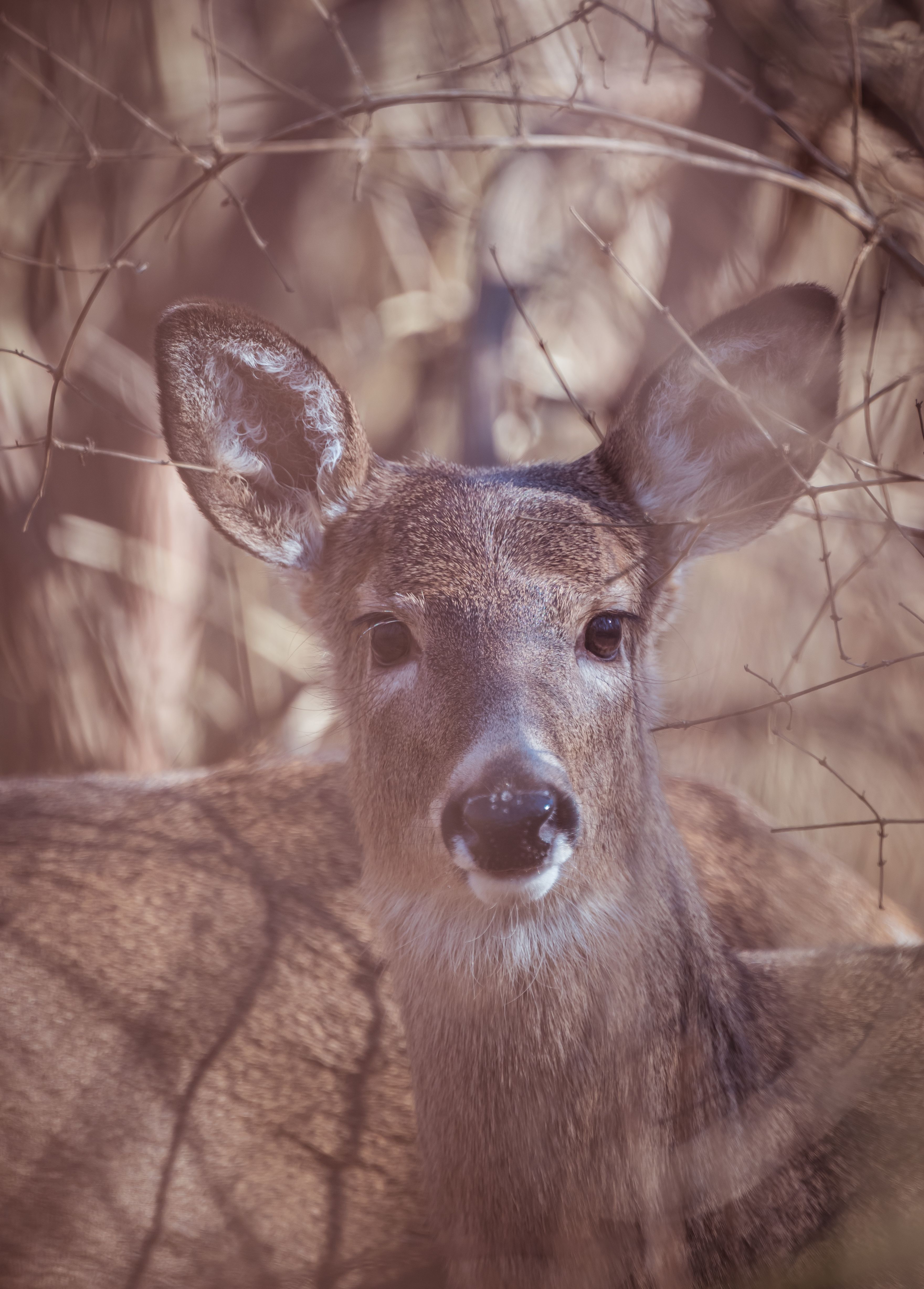 Photo of Deer between Branches in a Forest · Free Stock Photo
