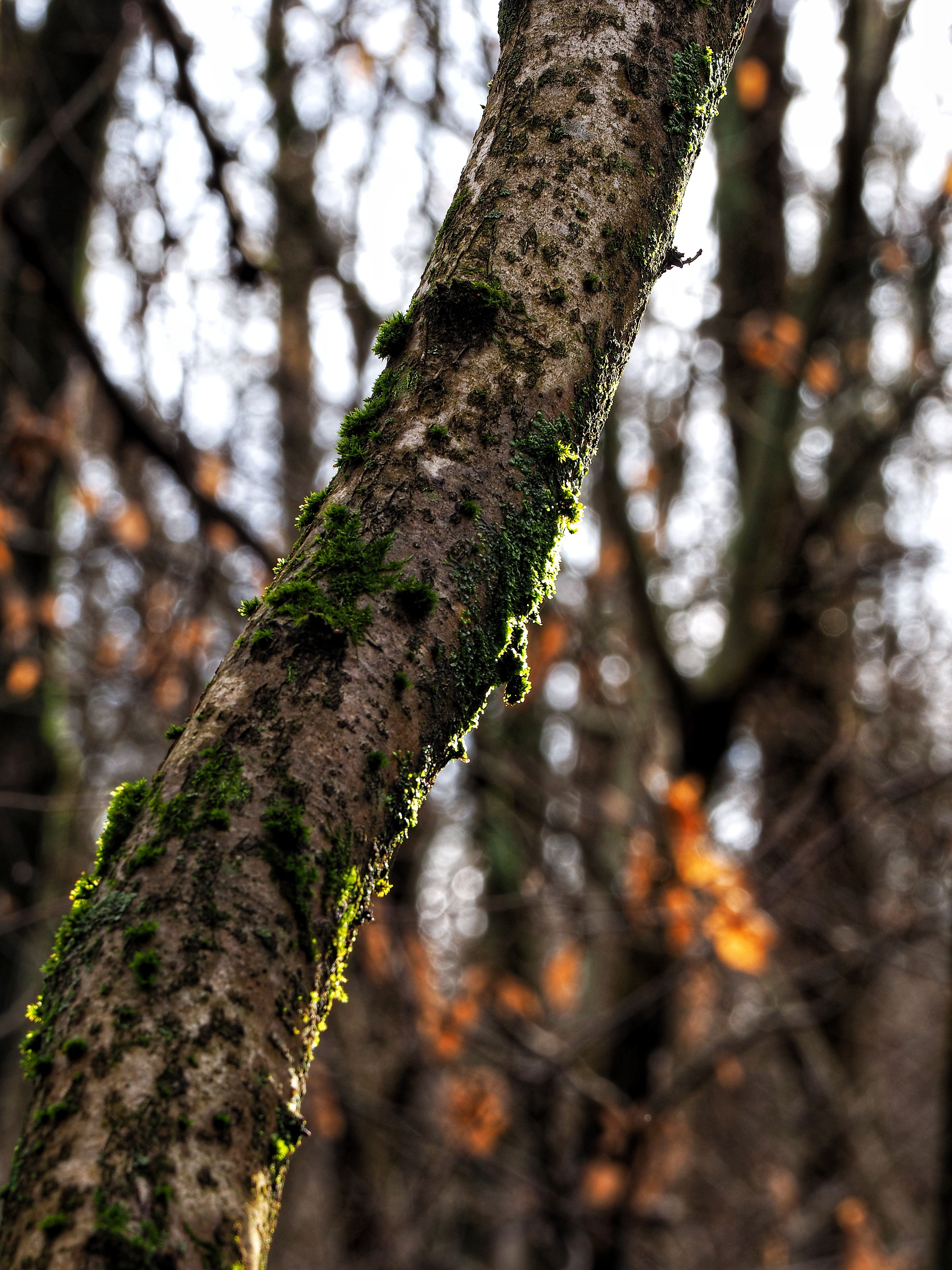 Close-up of Moss on a Tree Trunk in a Forest · Free Stock Photo