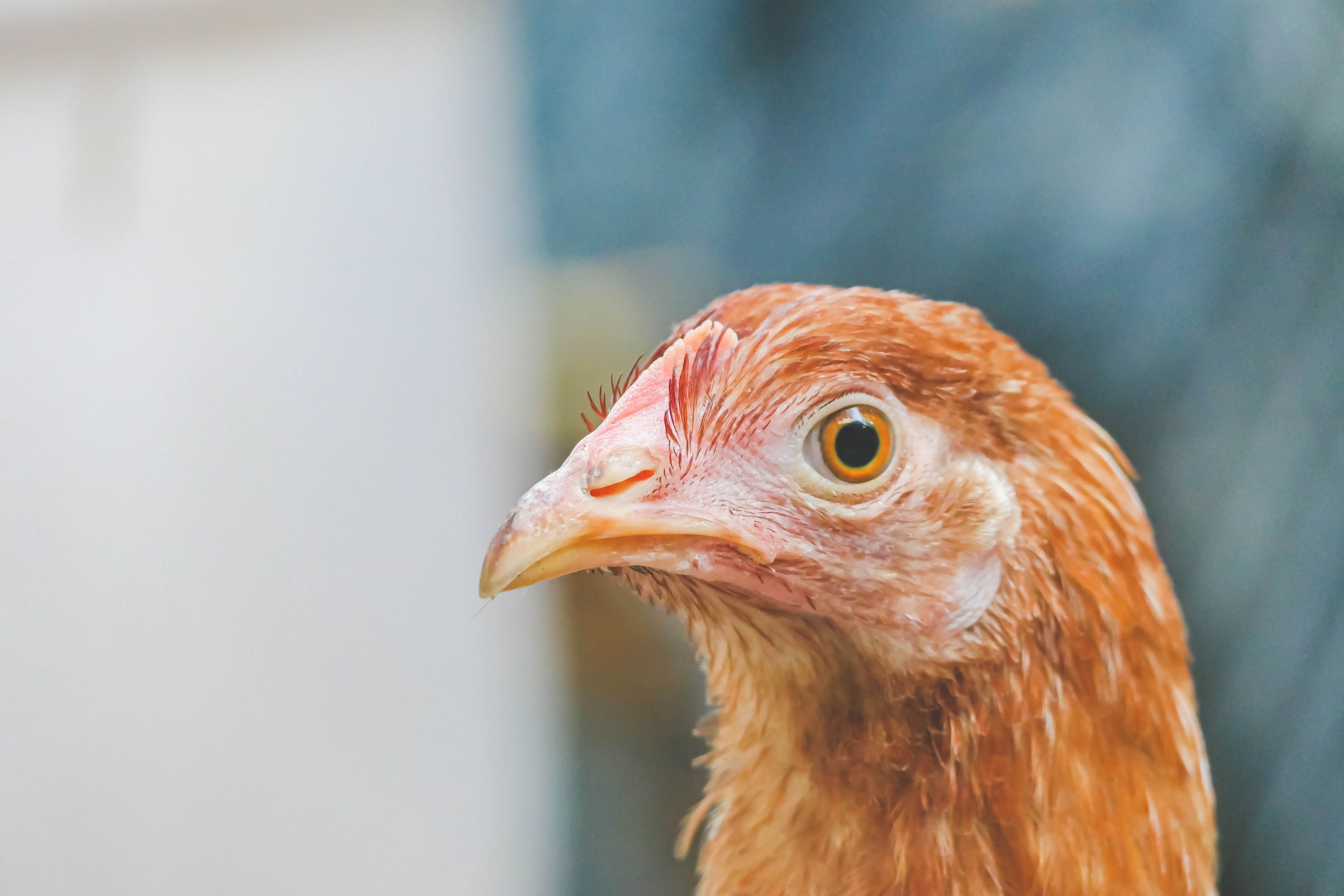 Close-up of the Head of a Chicken · Free Stock Photo
