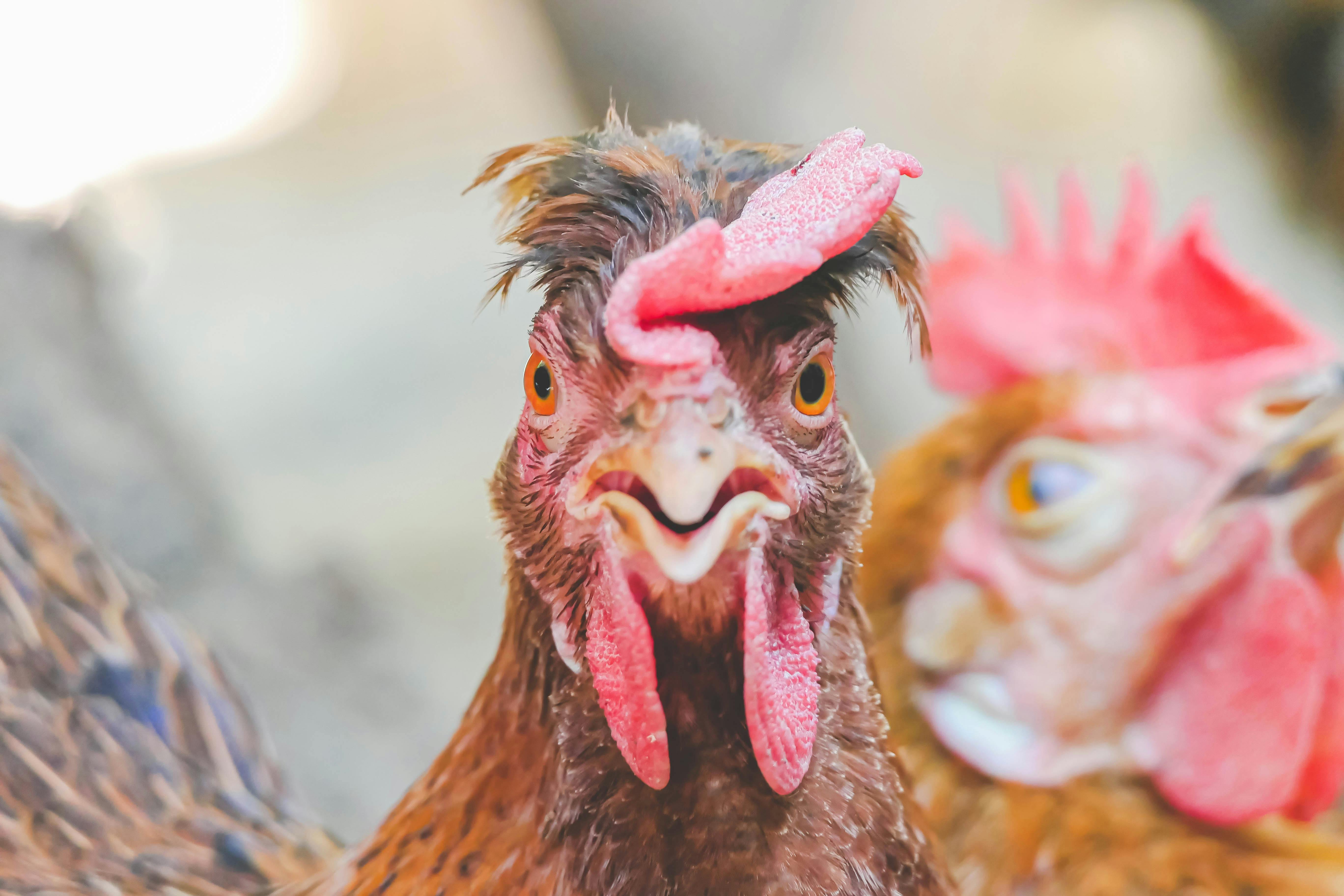 Gratis stockfoto van achtererf, achtergrondonscherpte, aviaire, beest ...