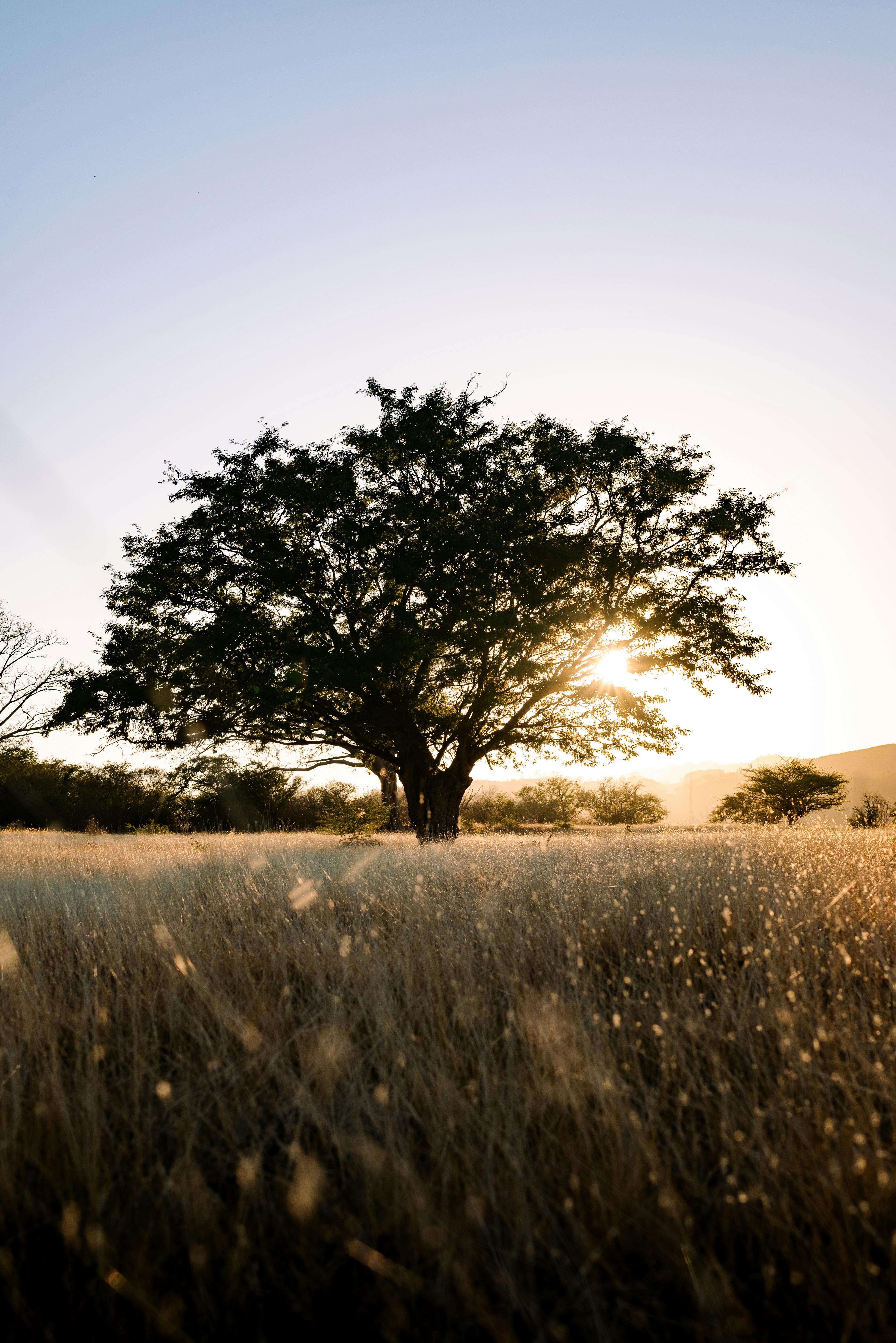 Grassland Tree Photos, Download The BEST Free Grassland Tree Stock ...