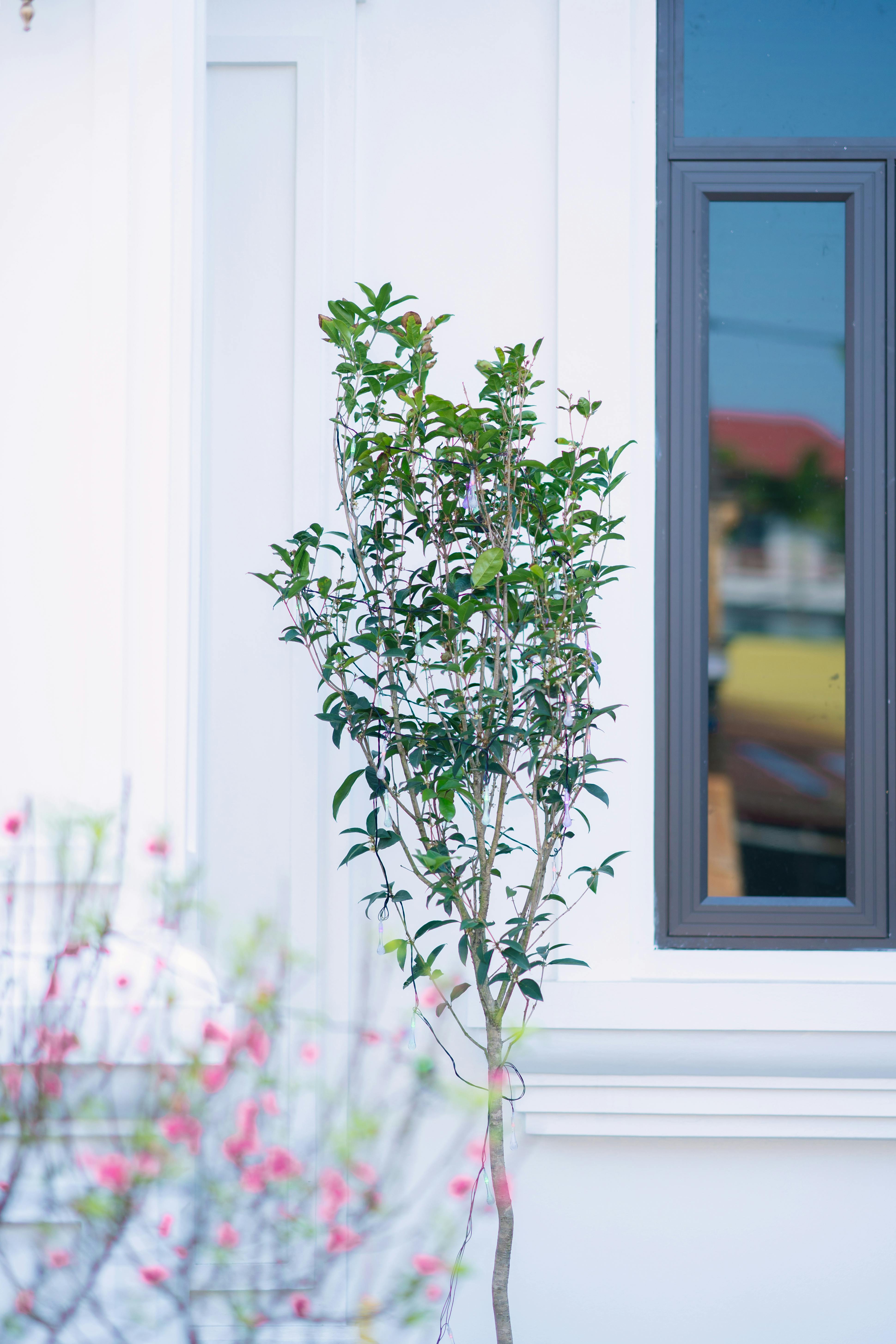 Tree near Building Wall and Window · Free Stock Photo
