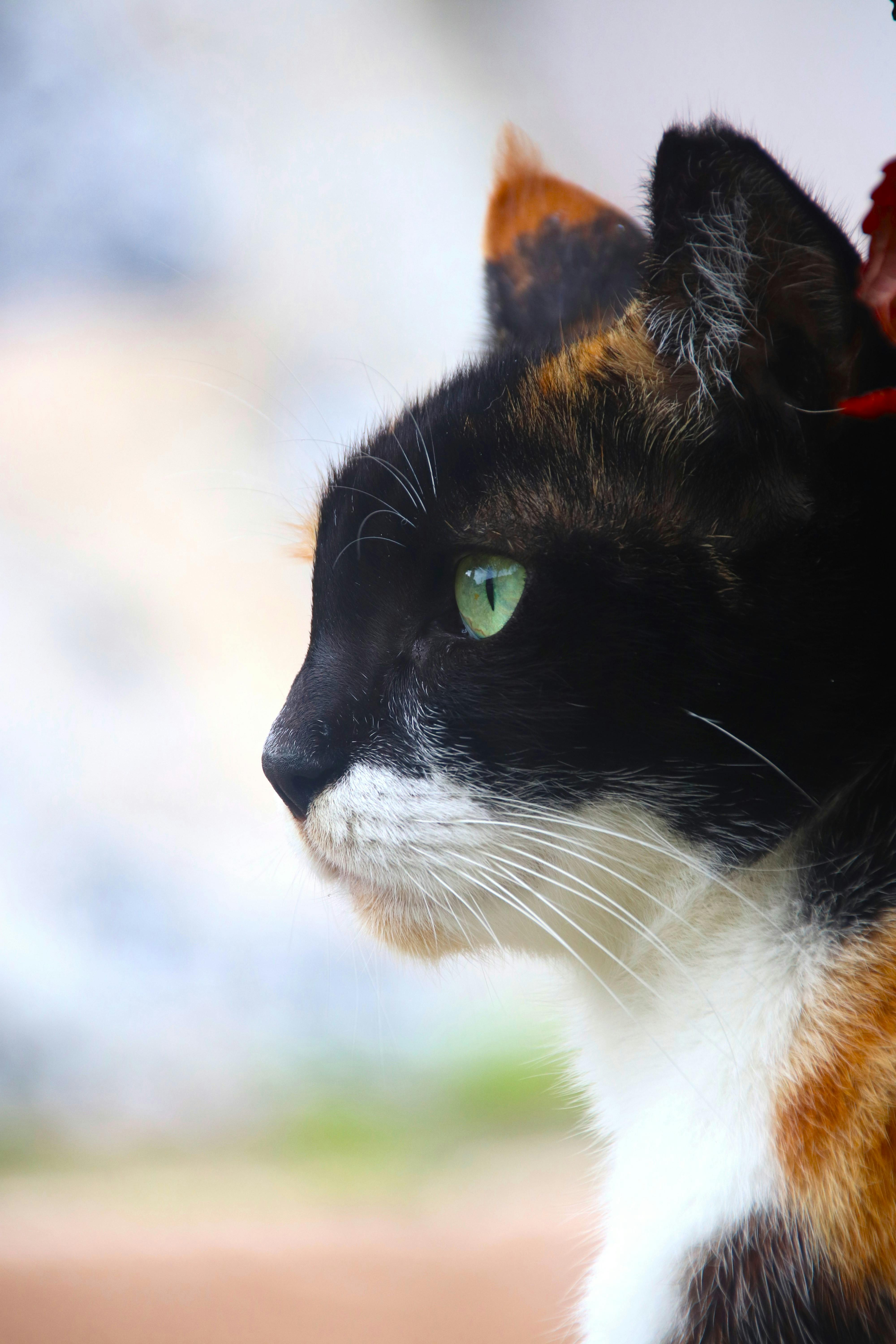 cat · Free Stock Photo