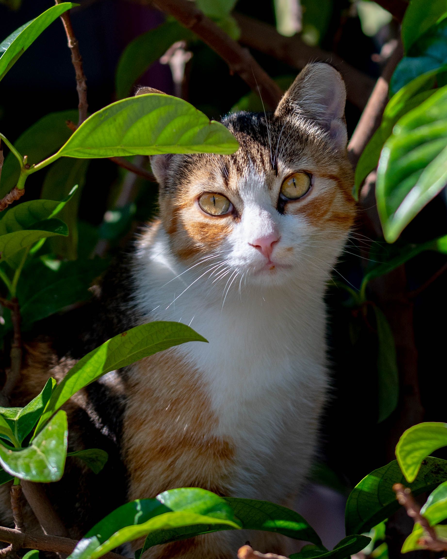 Bi Colored Cat under Shrub · Free Stock Photo