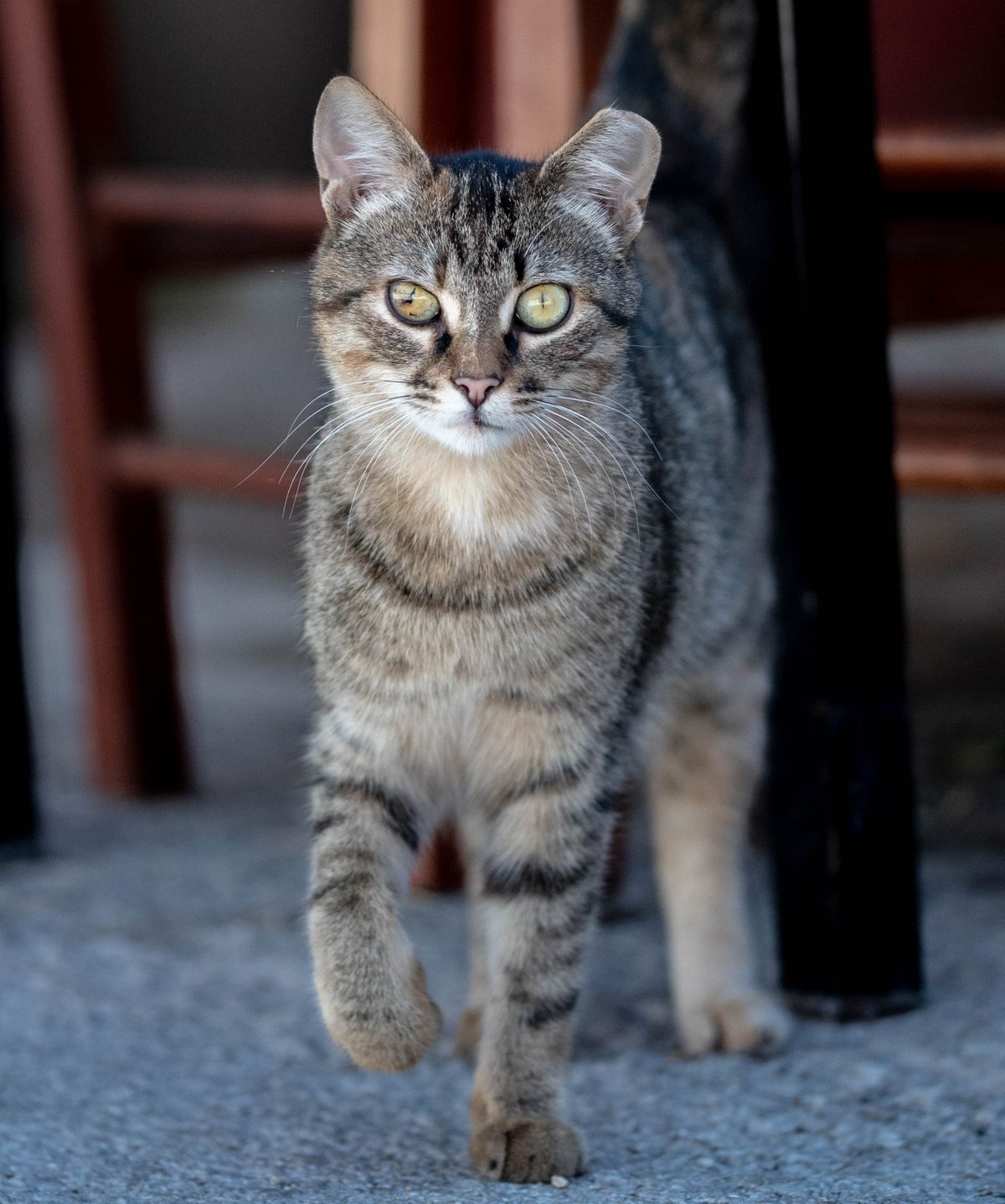 Low Resolution Cat Photos, Download The BEST Free Low Resolution Cat ...