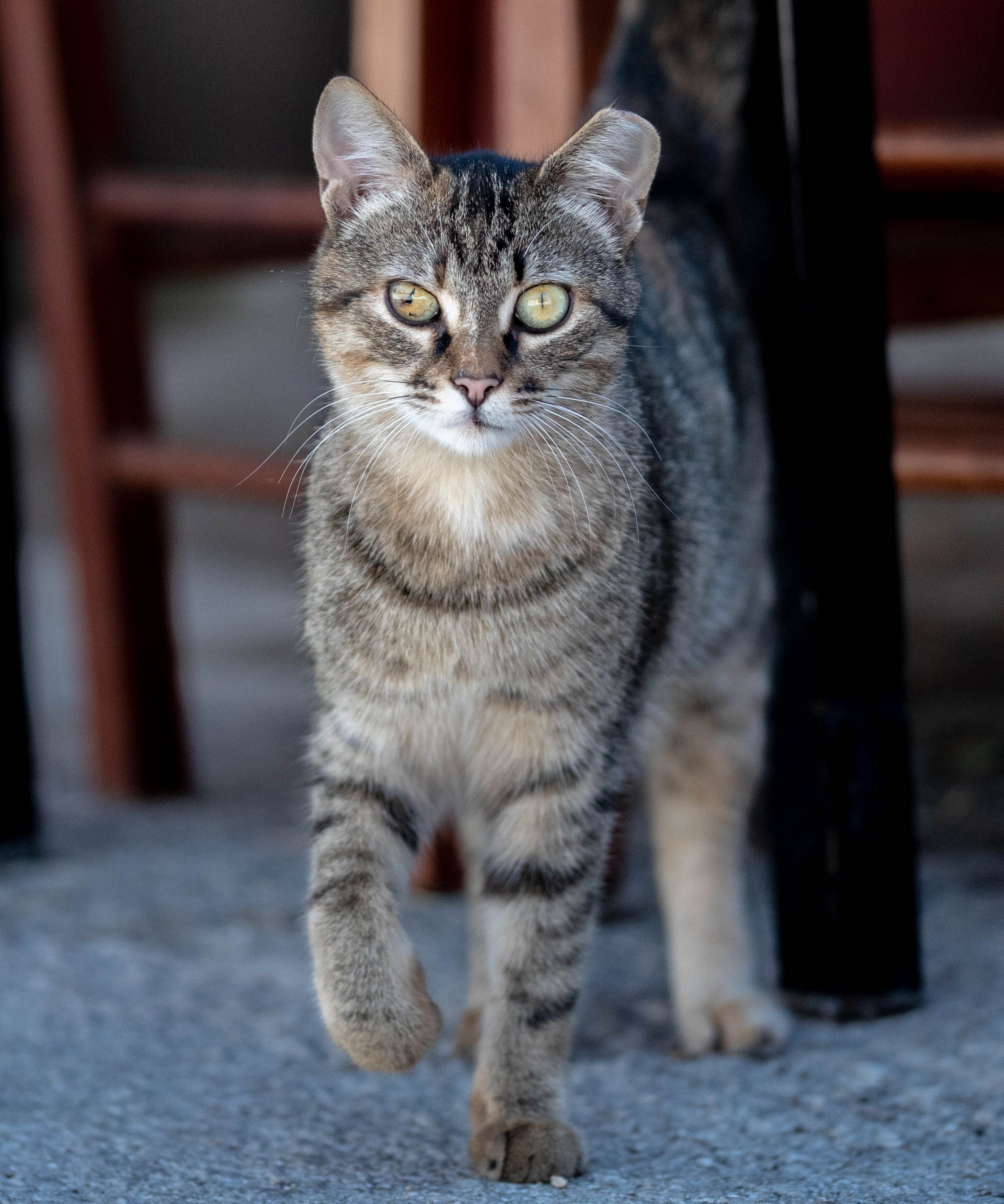 Gato Atigrado Gris Oscuro
