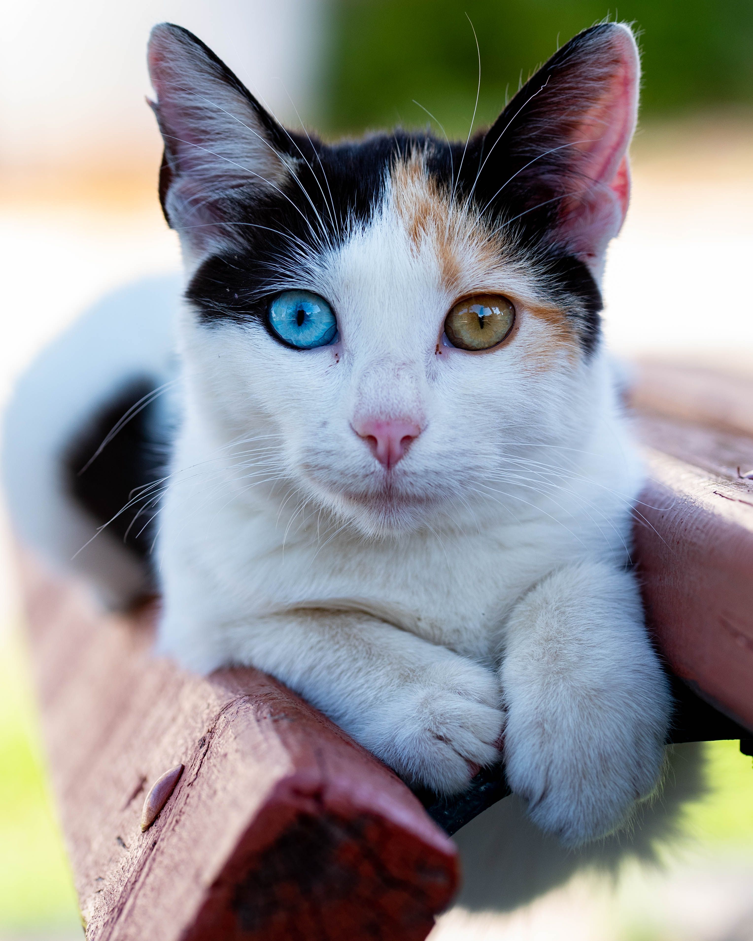 Close-up of a Odd-Eyed Cat Lying on a Bench · Free Stock Photo