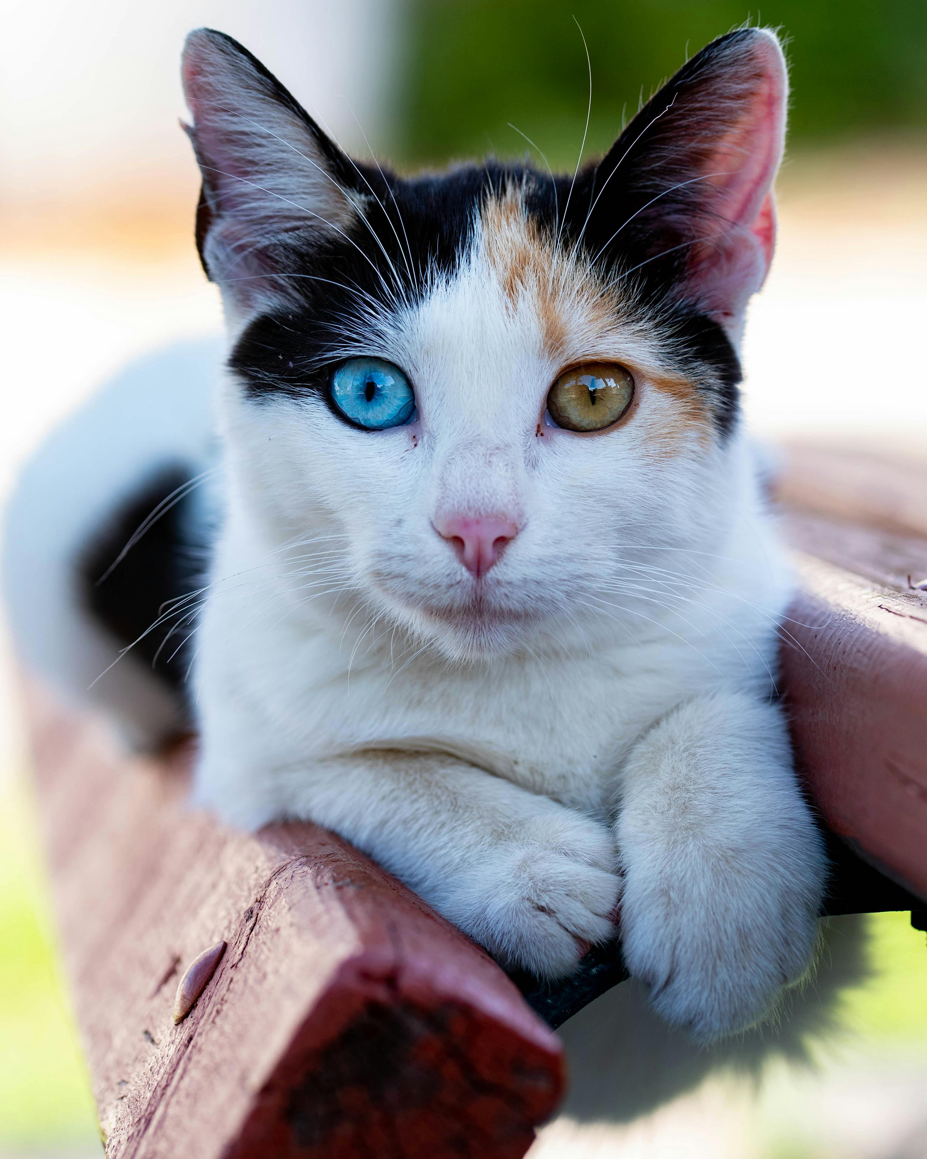 Close-up Photography of White Cat · Free Stock Photo