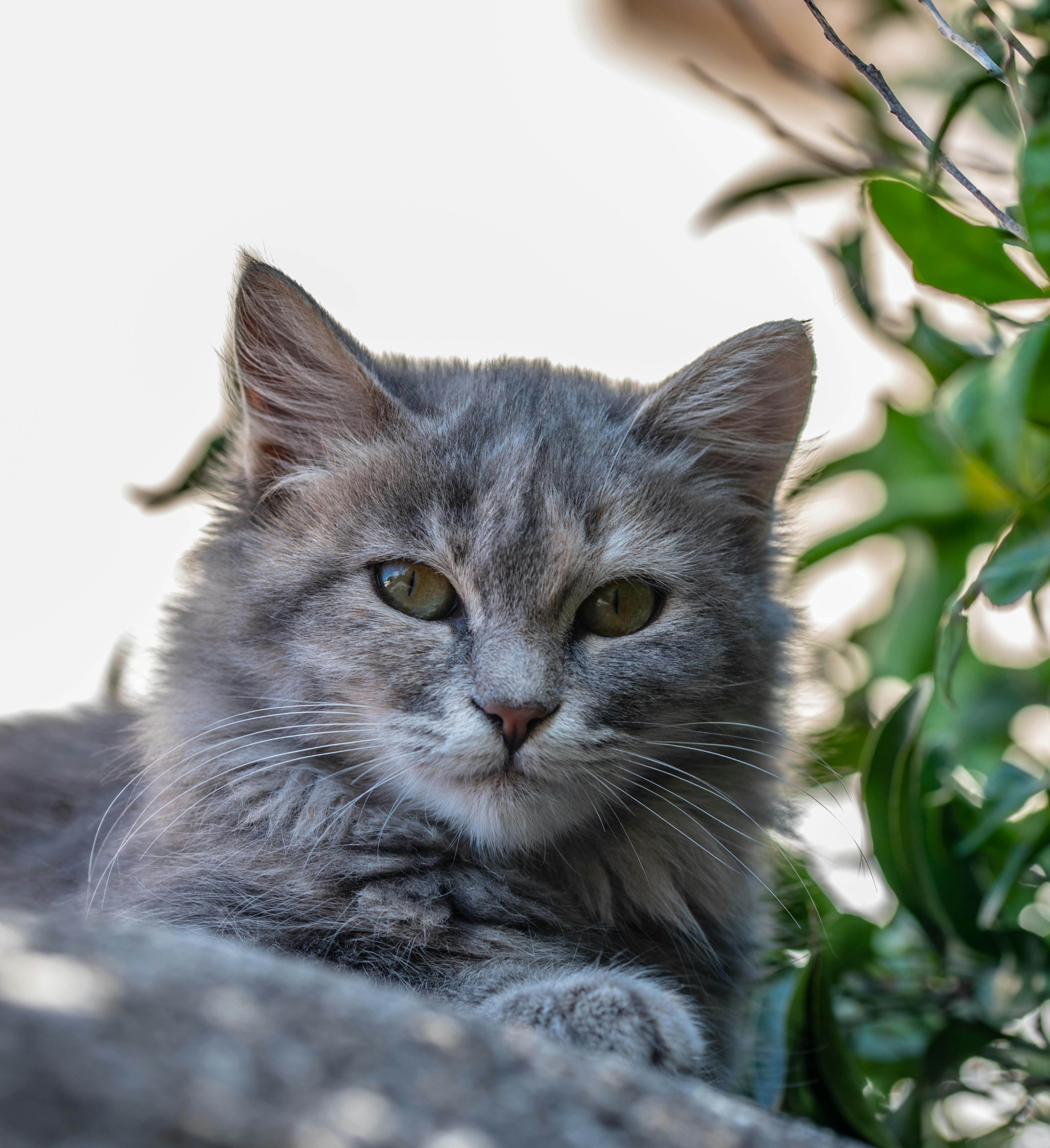 Portrait of Gray Cat · Free Stock Photo