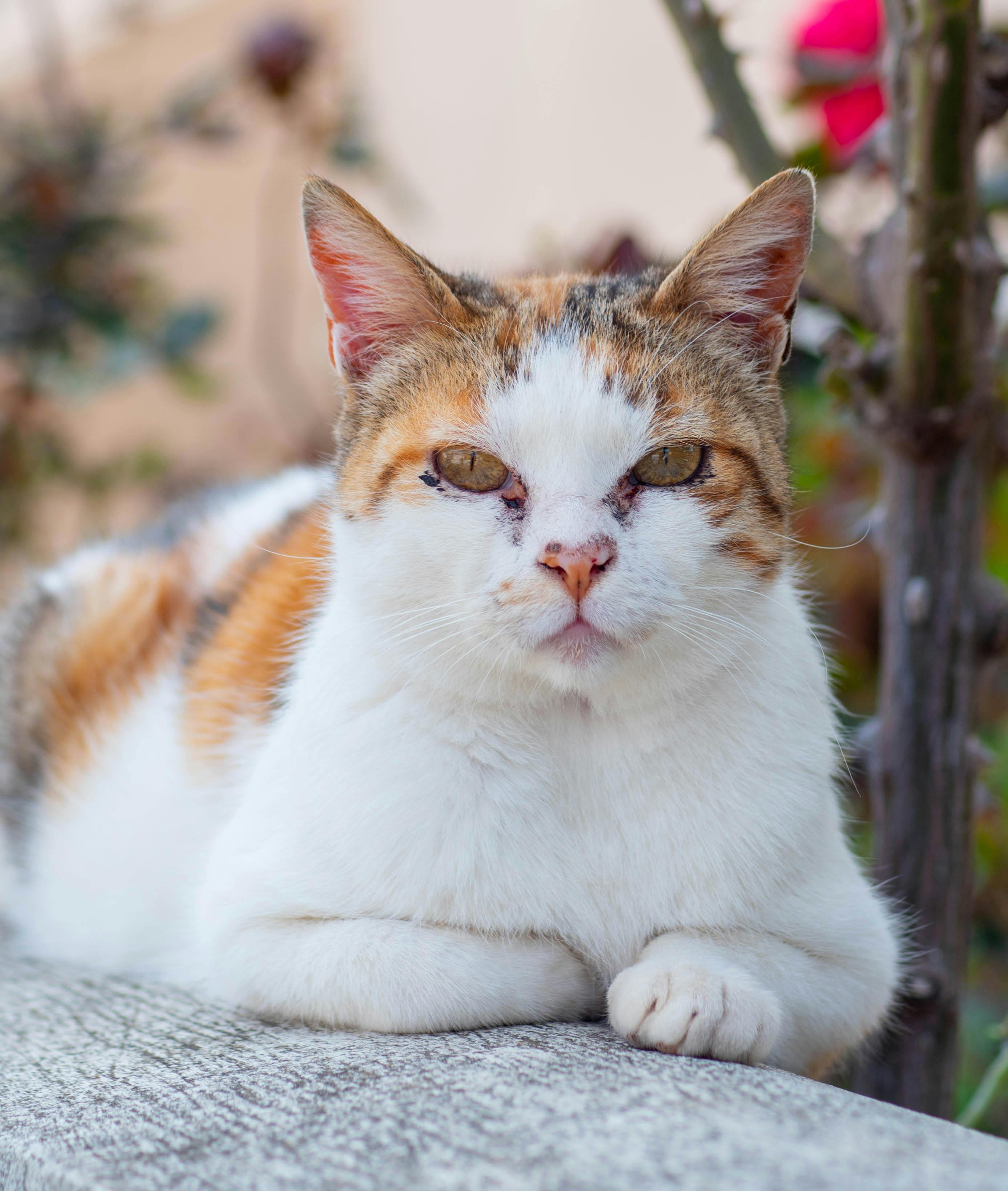 Lying Bi Colored Cat · Free Stock Photo