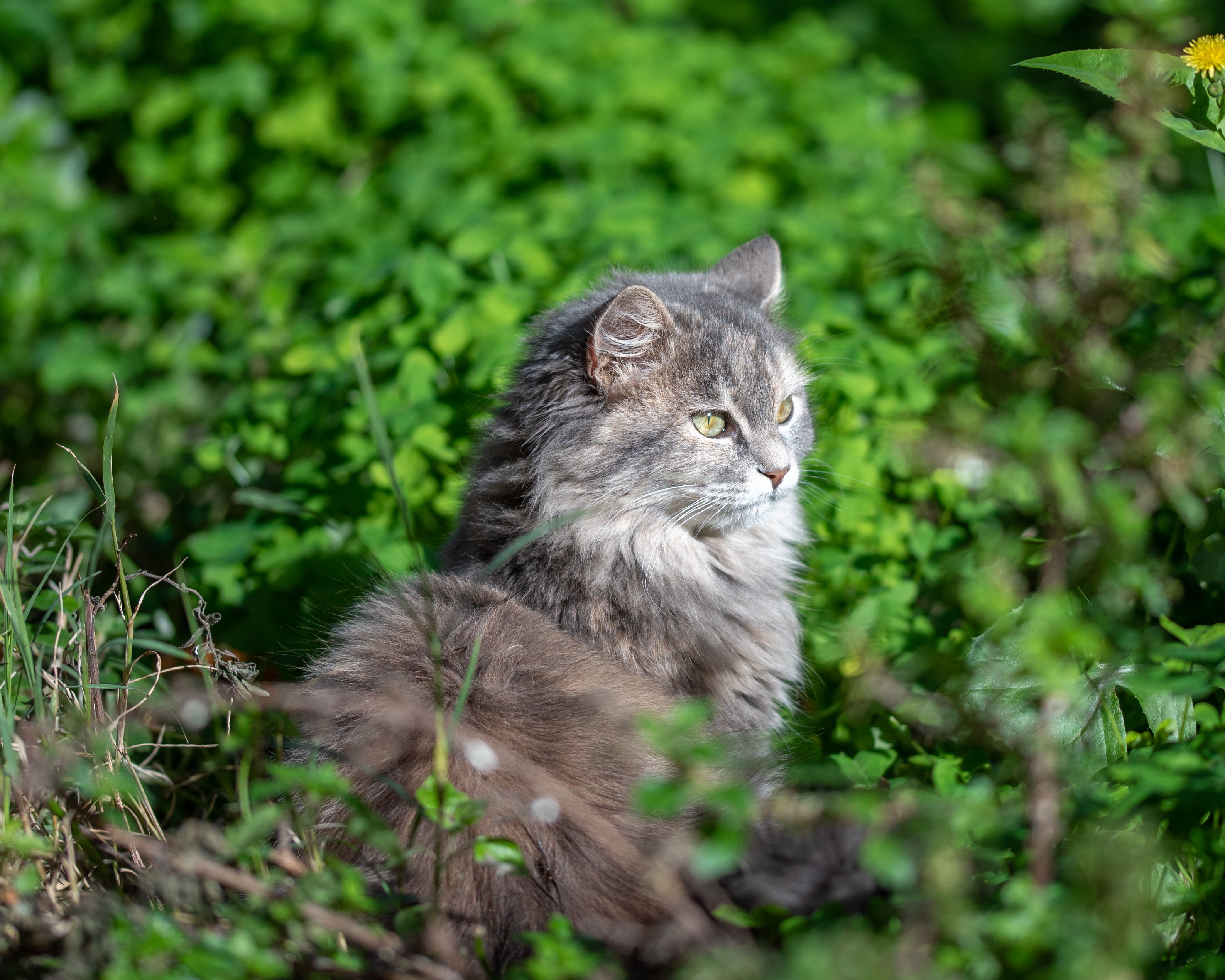 Gray Cat Lying Down among Plants · Free Stock Photo