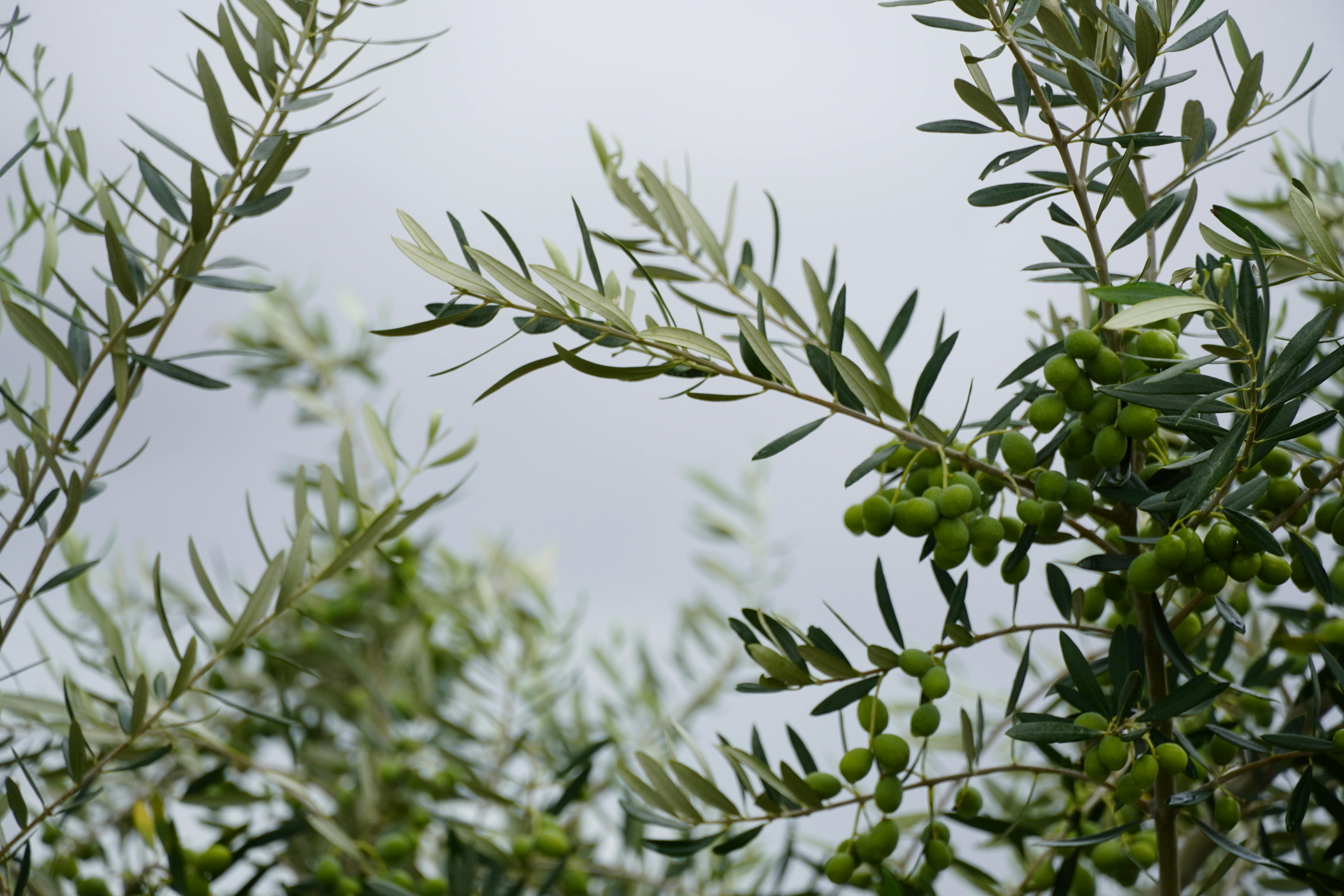 Green Leaves of Olive Tree · Free Stock Photo