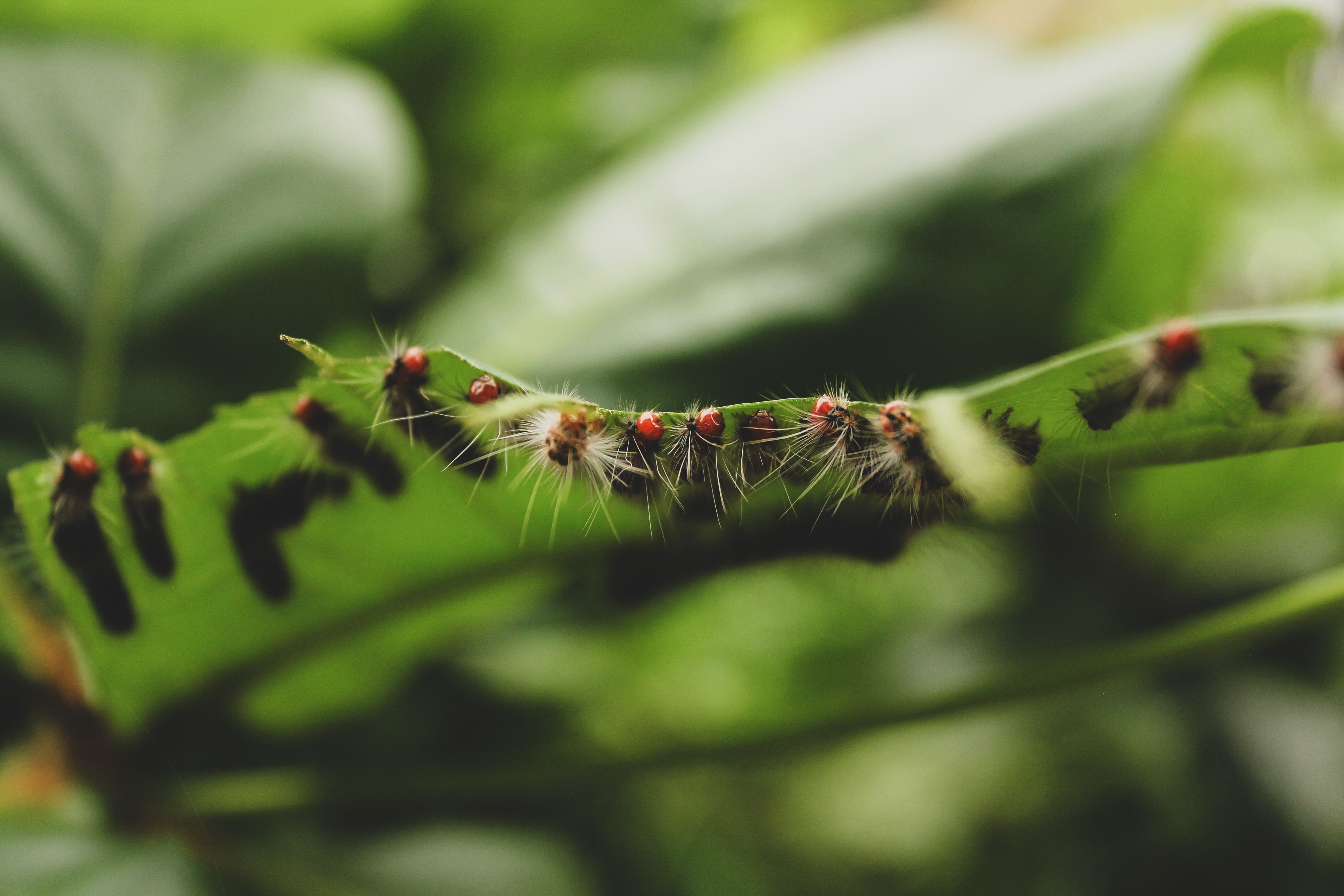 red headed caterpillar · Free Stock Photo