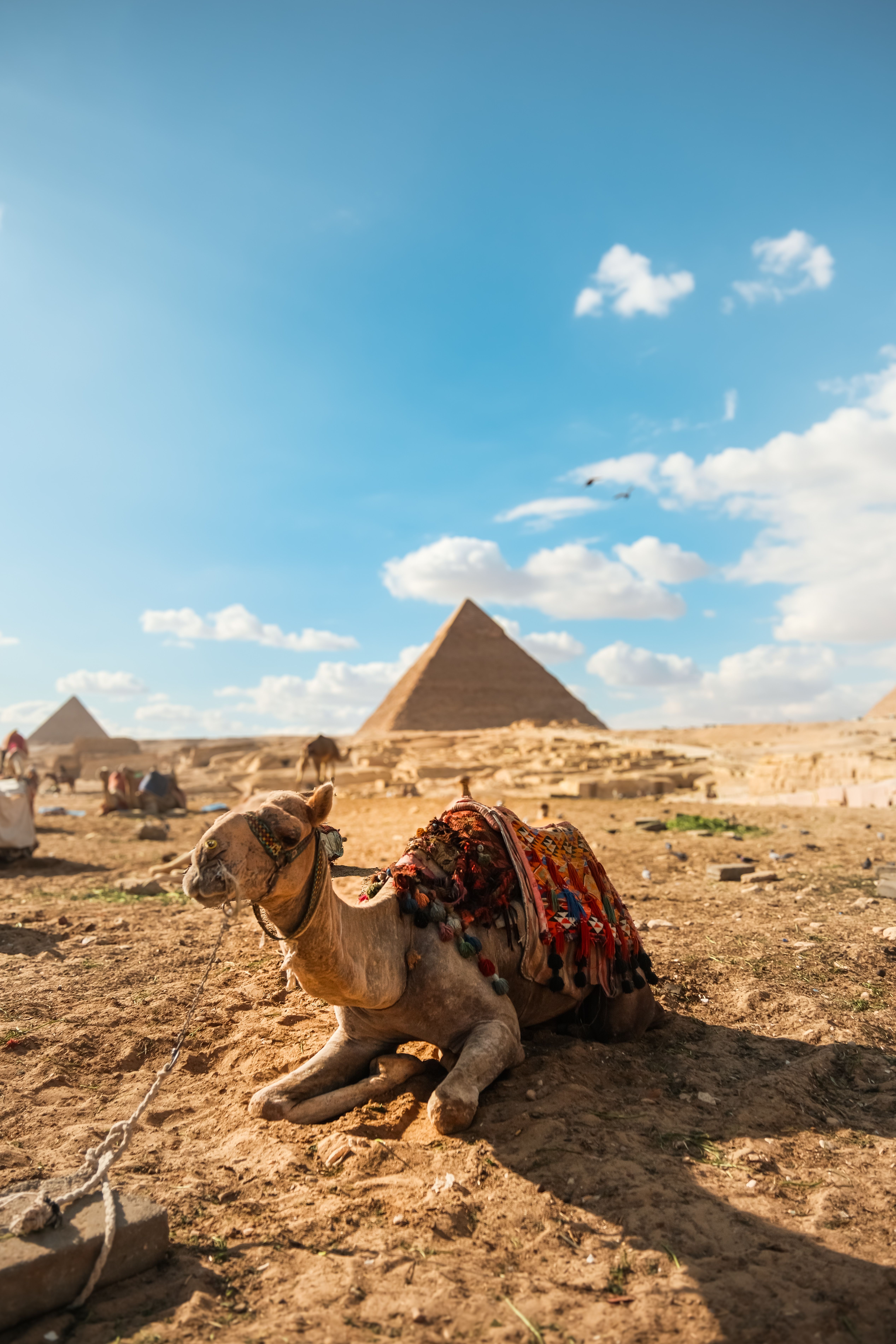 Camel Lying Down on Desert with Giza Pyramid behind · Free Stock Photo